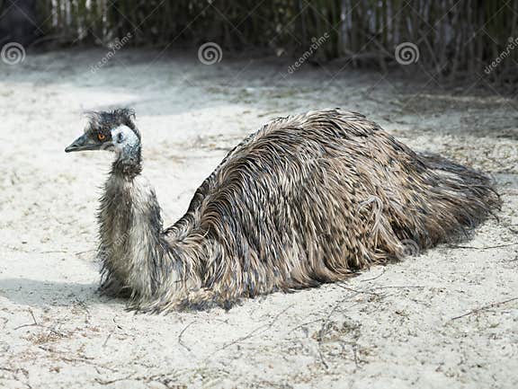 Emu sitting on ground stock photo. Image of outdoors - 300461934