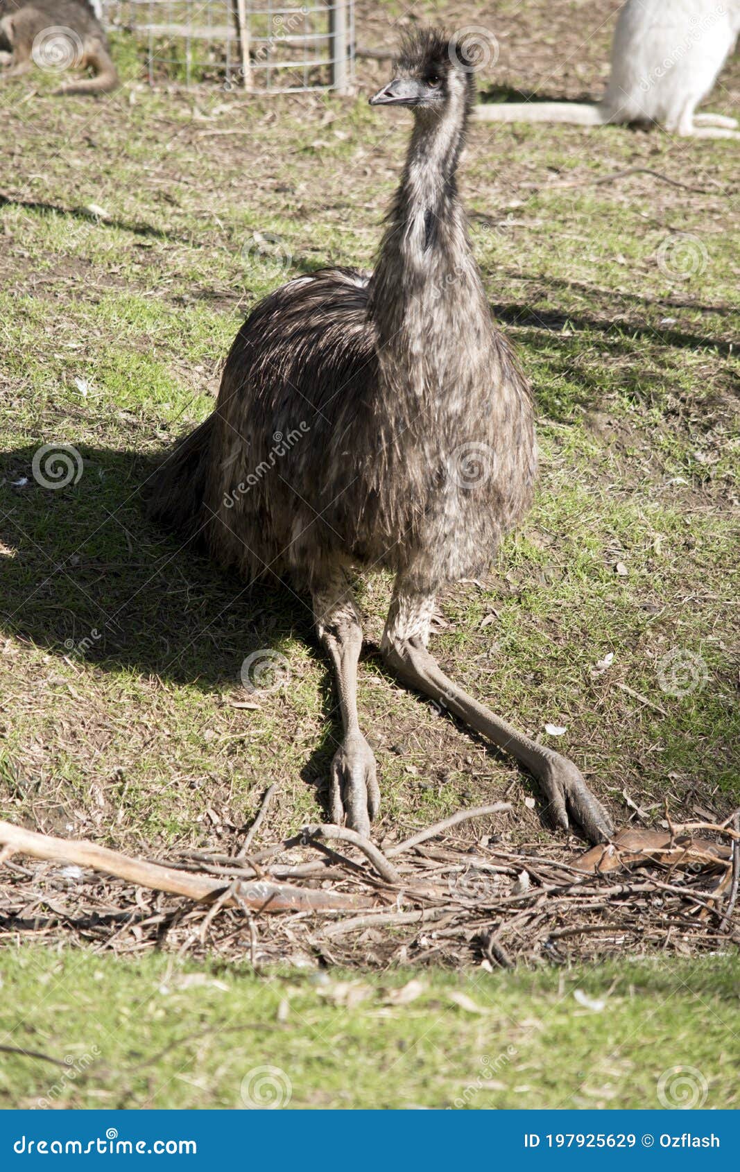 The Emu is Sitting on the Ground Stock Image - Image of eyes, australia ...