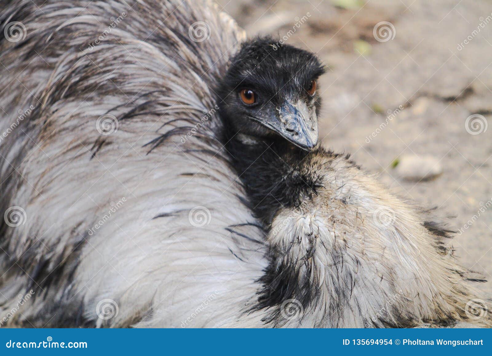 Emu Sitting at Its Farm Inside the Forest Park Stock Photo - Image of ...