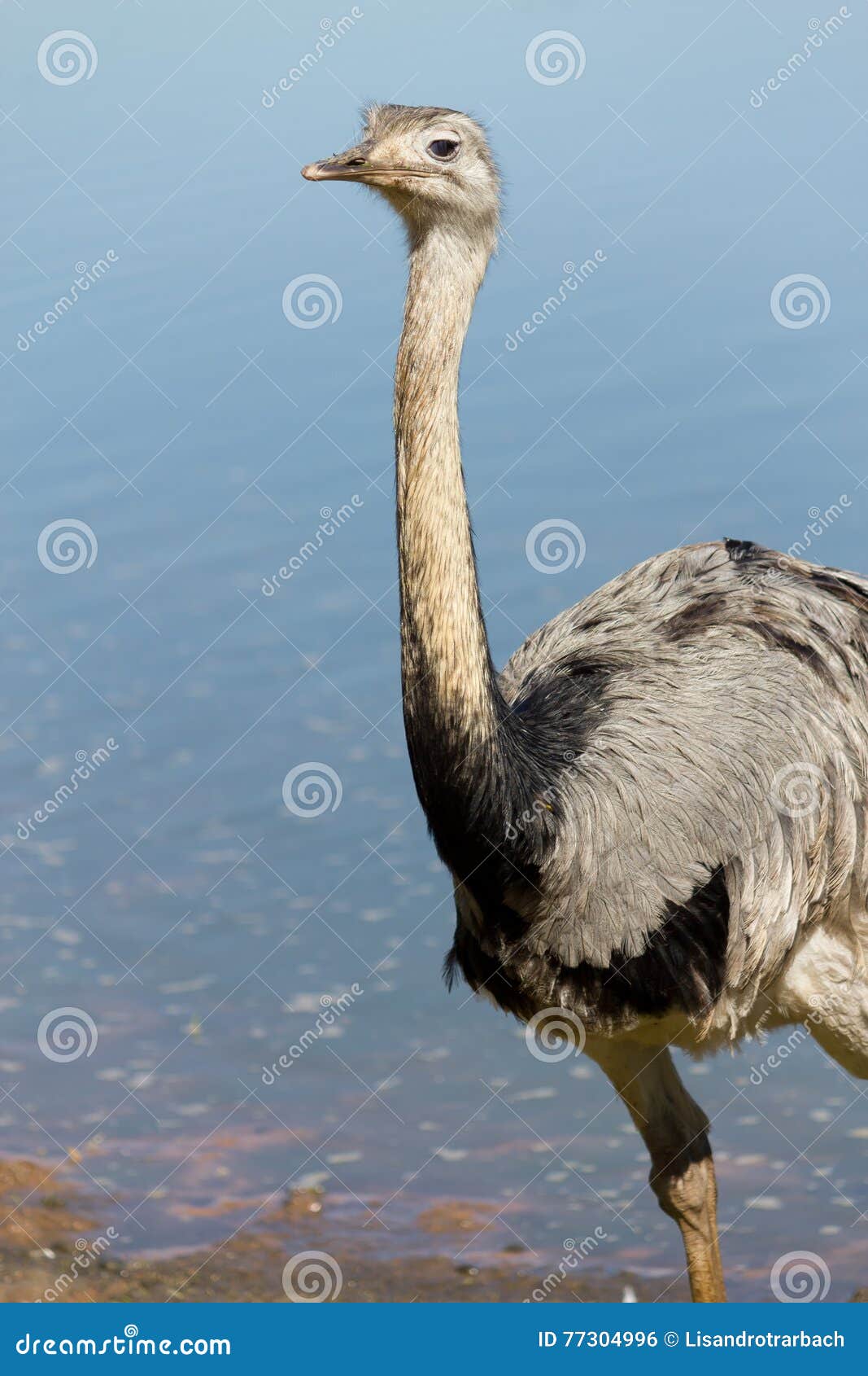 Emu smiling stock photo. Image of australian, fauna, naturally - 77304996