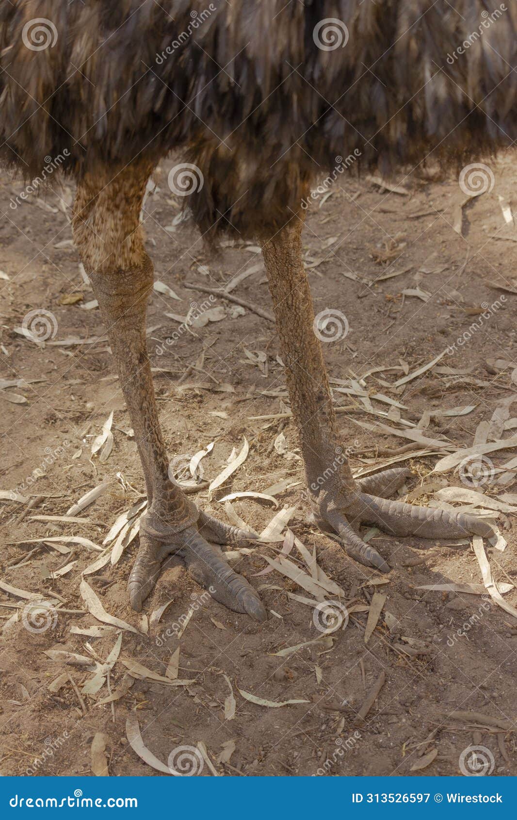 Emu Standing in an Enclosure on the Ground Stock Image - Image of ...