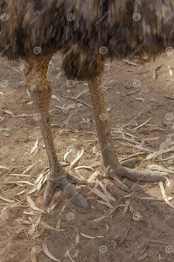 Emu Standing in an Enclosure on the Ground Stock Image - Image of ...