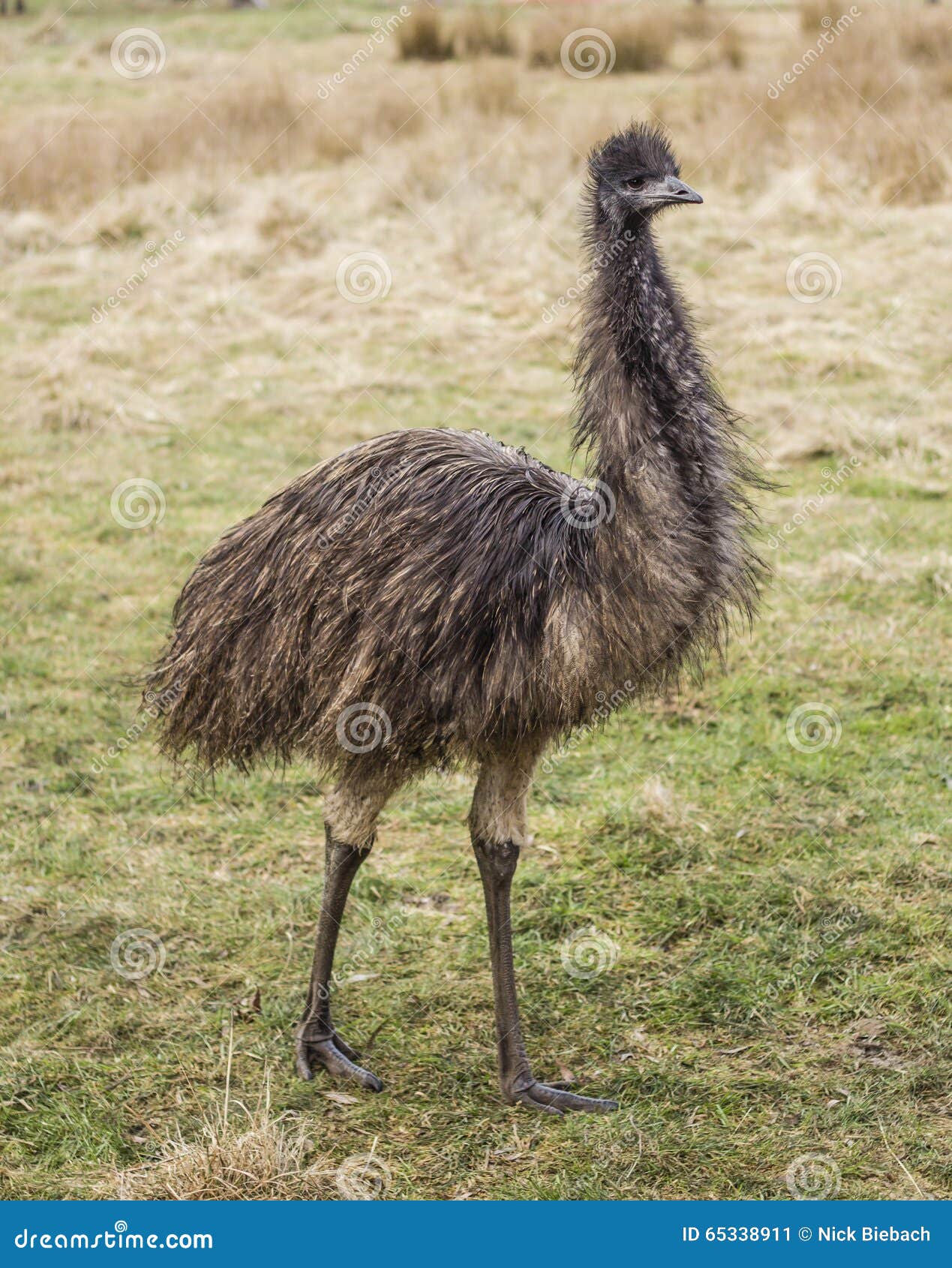 Emu Standing in Field stock image. Image of meat, rare - 65338911