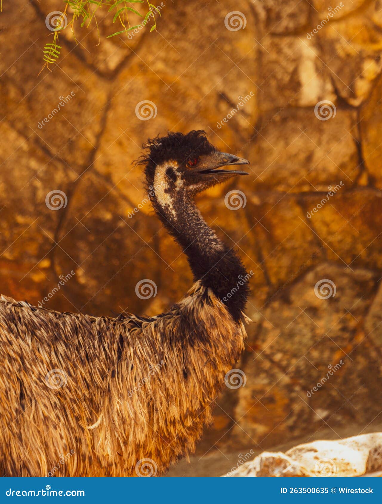 Emu Standing in Front of Stony Wall Stock Image - Image of flightless ...