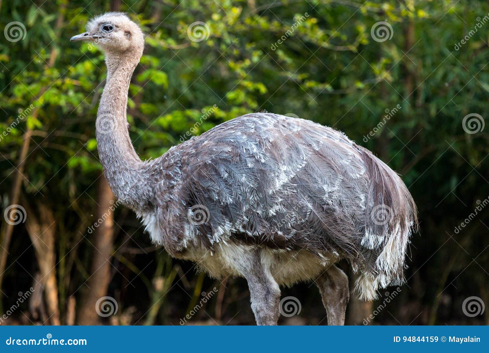 Emu standing in the nature stock image. Image of nature - 94844159