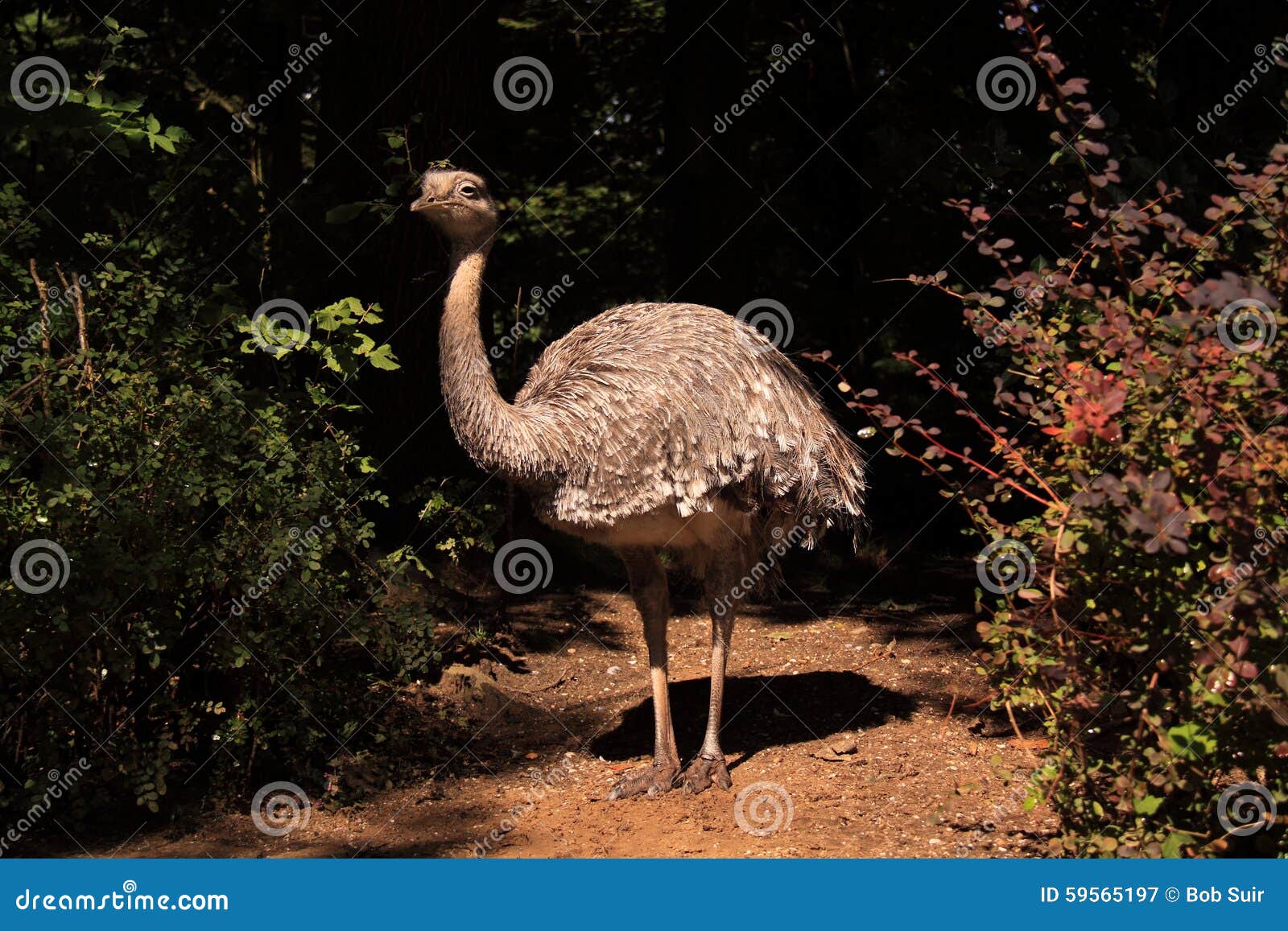 Emu Standing in the Sunlight Stock Image - Image of nature, bird: 59565197