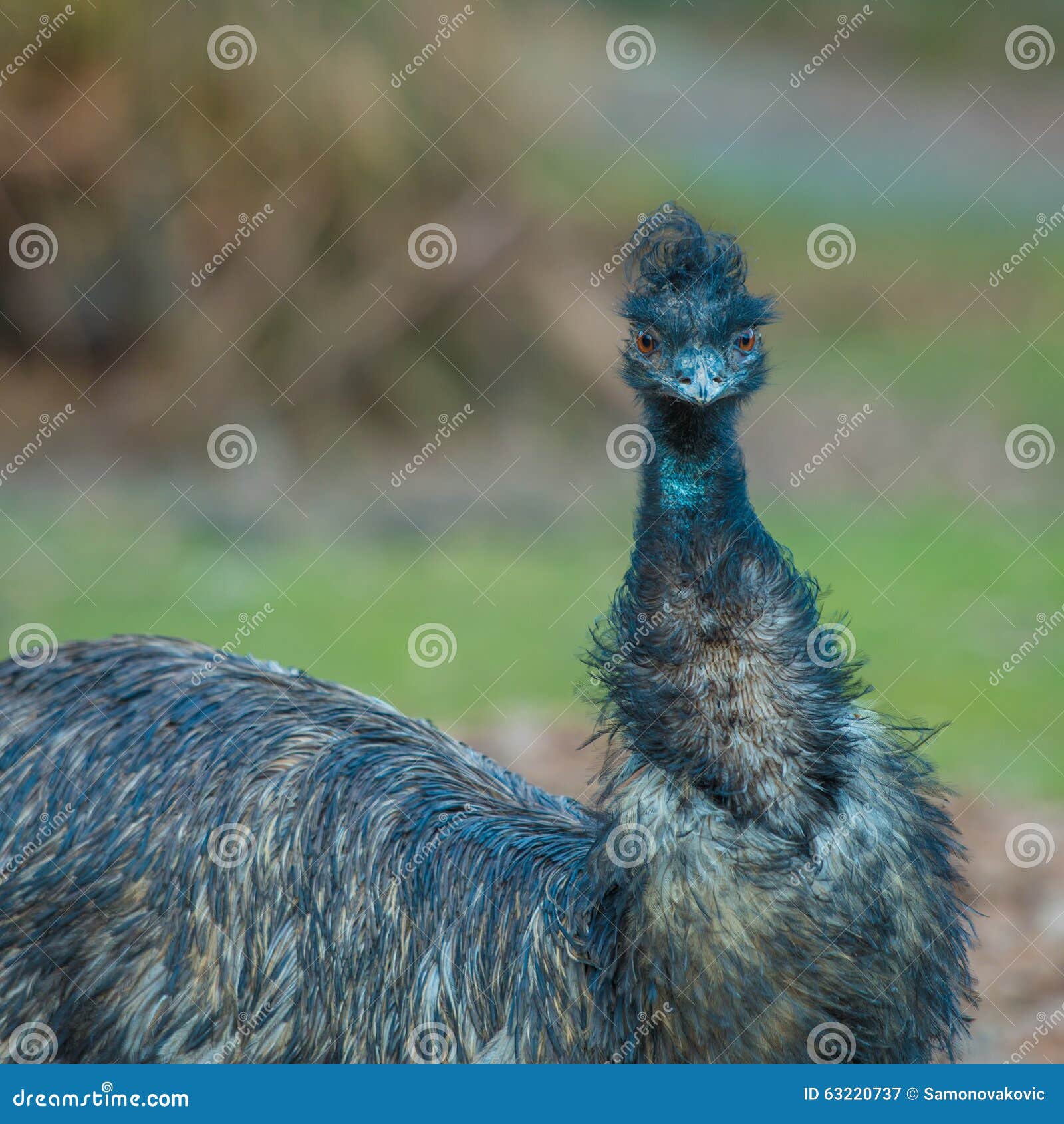 Emu staring stock image. Image of large, watching, ostrich - 63220737