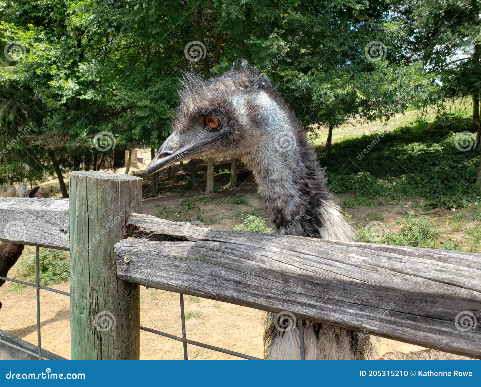 Emu in the summer sun stock photo. Image of mammal, animal - 205315210