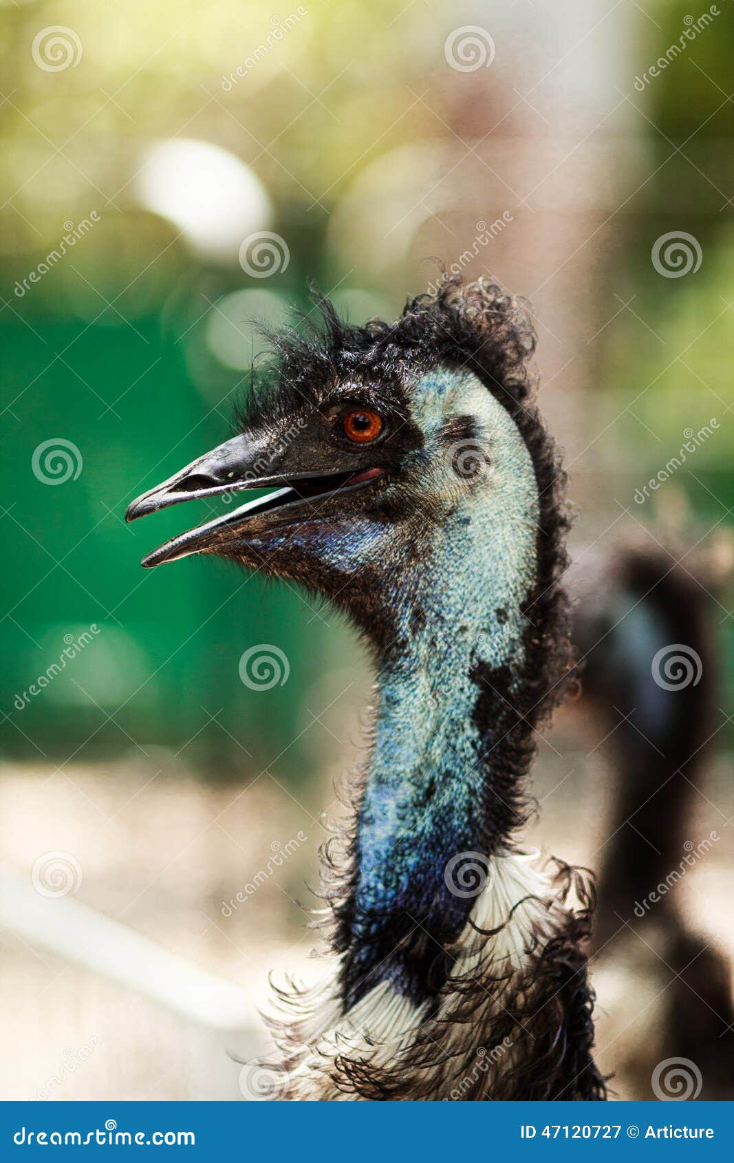 Emu Talking To the Visitors in Safari Park. Stock Image - Image of ...
