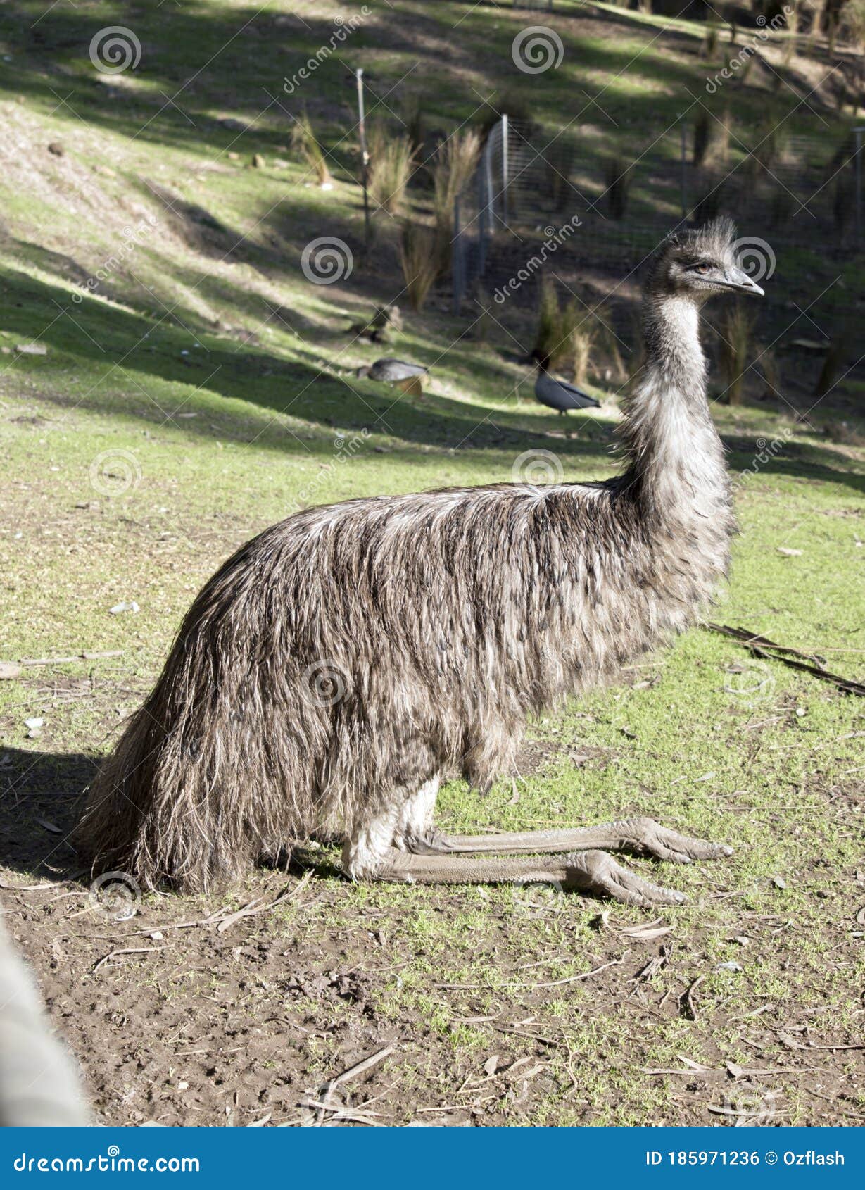 The Emu is Sitting on the Ground Stock Photo - Image of bird, plumage ...