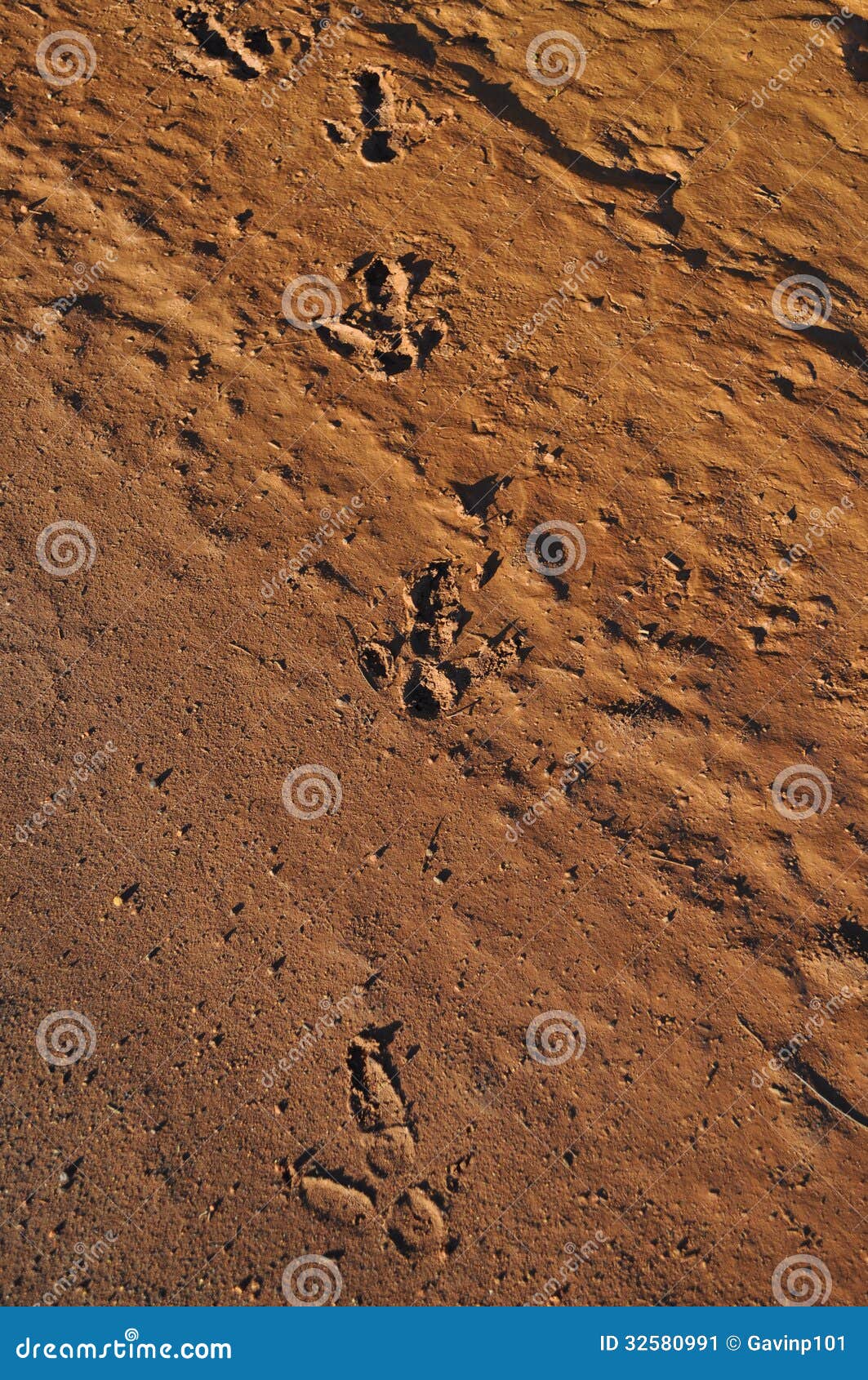 Emu Tracks in the desert stock image. Image of vehicle - 32580991