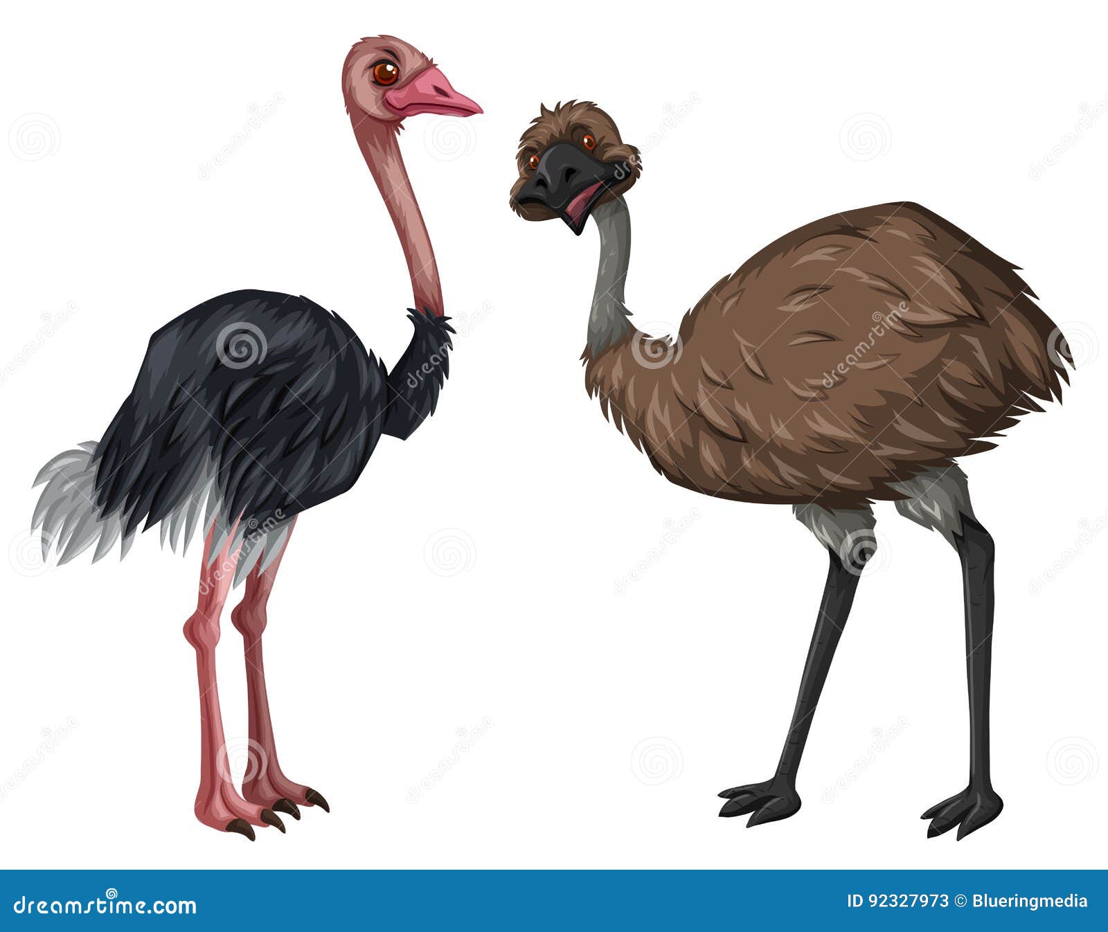 Emu Und Strauß Auf Weißem Hintergrund Vektor Abbildung - Illustration ...