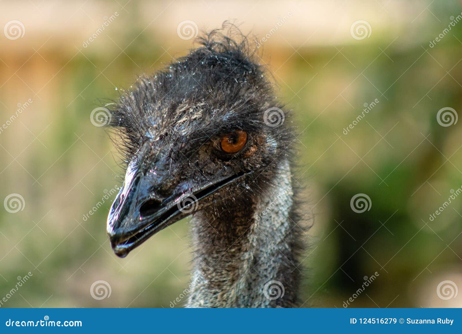 Emu up close stock image. Image of bird, ears, avian - 124516279