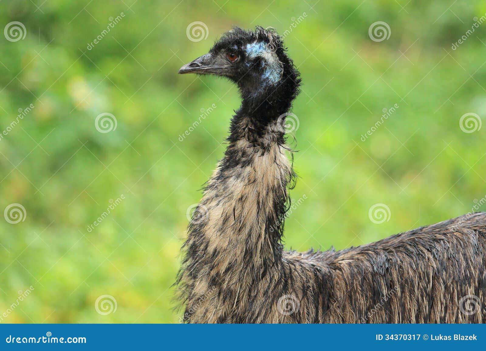 Emu stock image. Image of neck, adult, australia, crested - 34370317