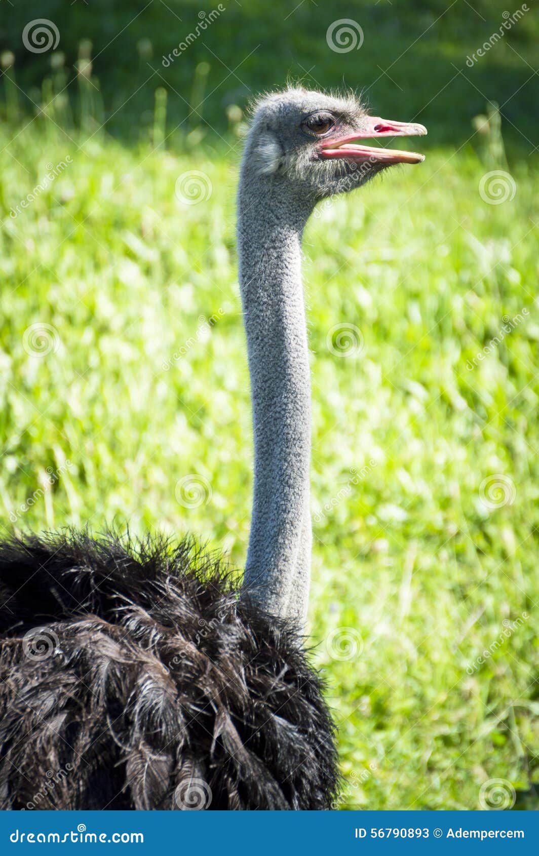 Emu stock image. Image of nature, portrait, green, vibrant - 56790893