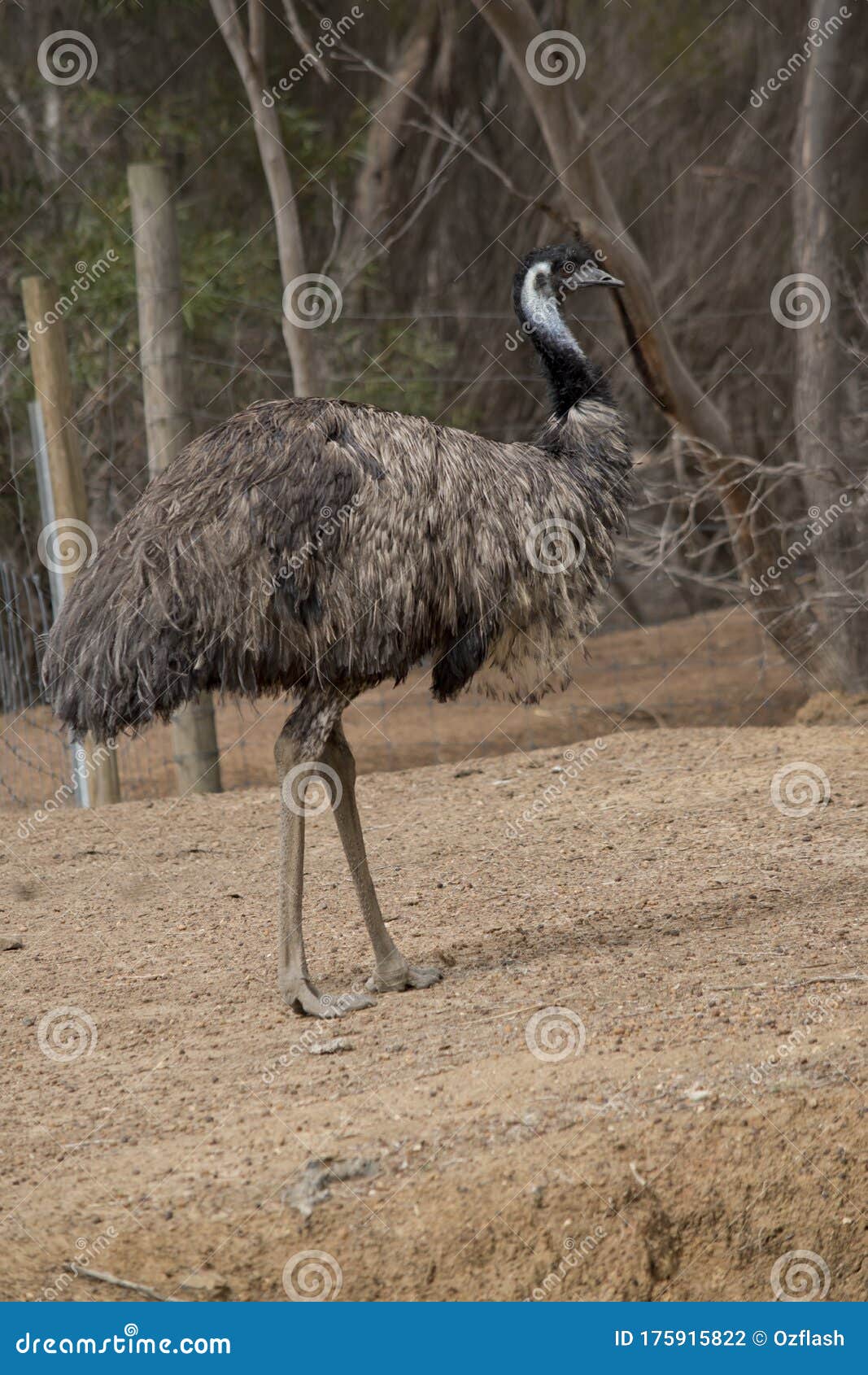 The Emu is Walking Around His Enclosure Stock Photo - Image of beak ...