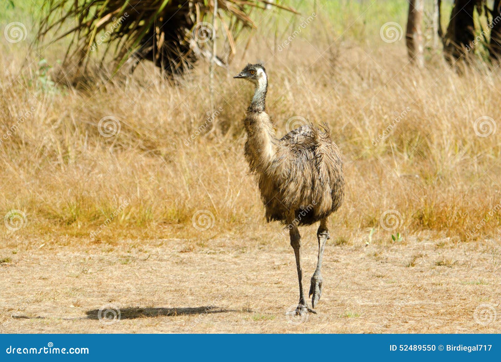 Emu Walking in Grassland, Queensland, Australia Stock Photo - Image of ...
