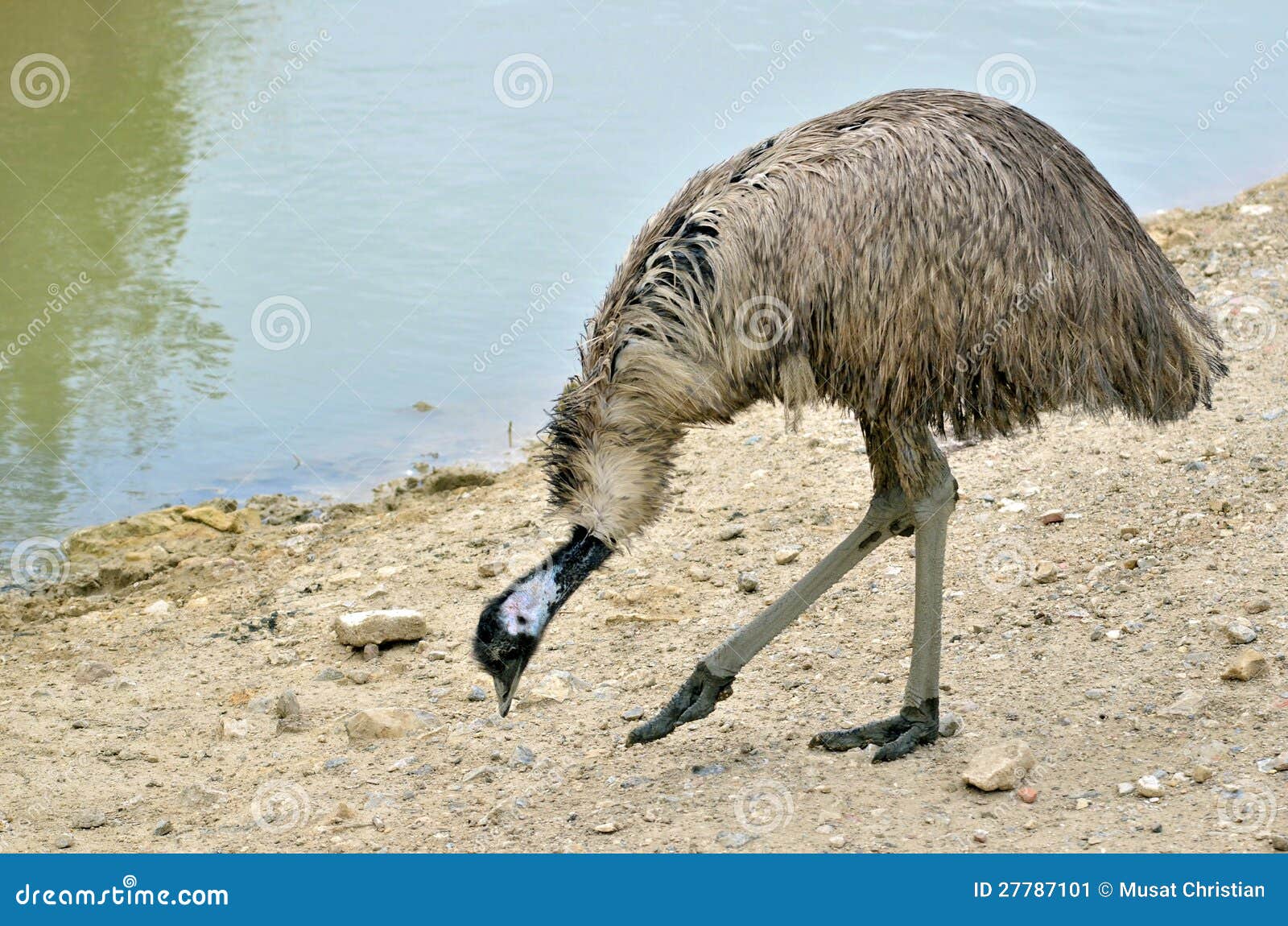 Emu walking near pond stock image. Image of ratite, closeup - 27787101