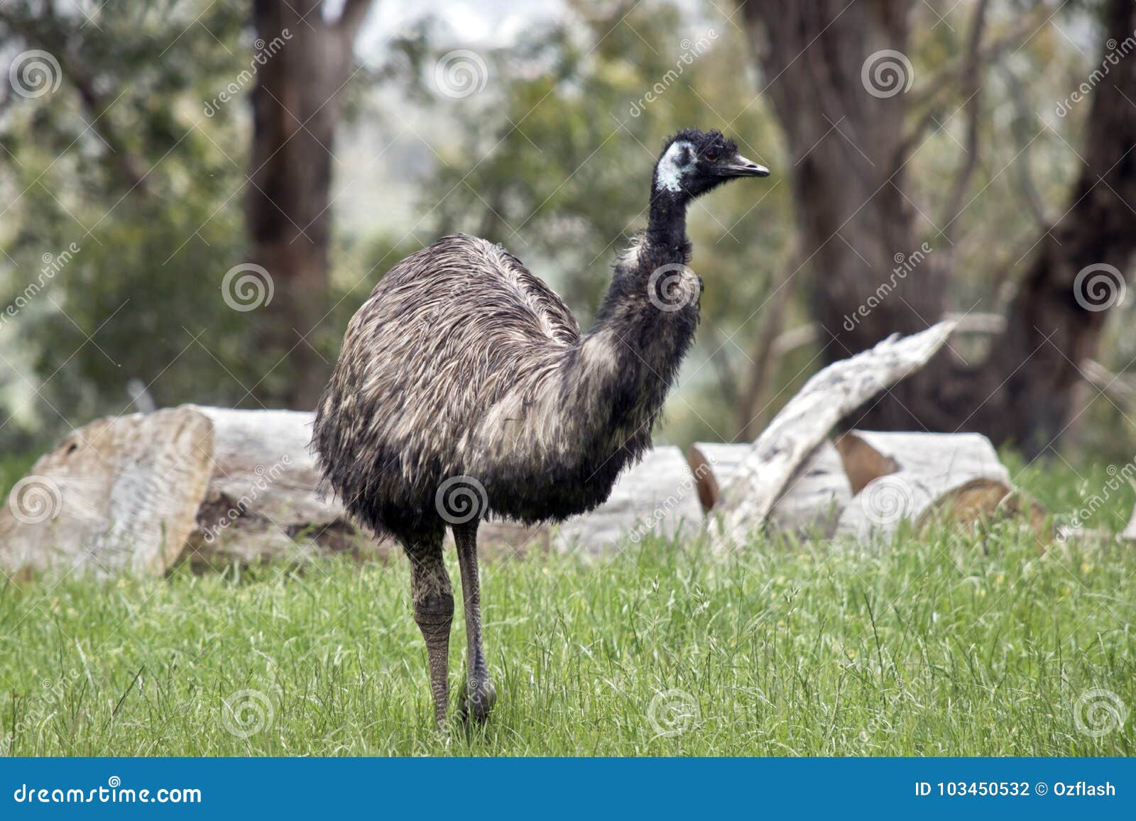 Emu stock photo. Image of side, flightless, black, bird - 103450532