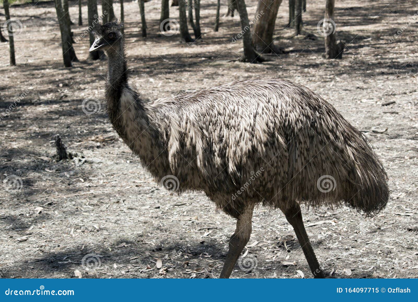 This is a Side View of an Emu Stock Image - Image of brown, legs: 164097715