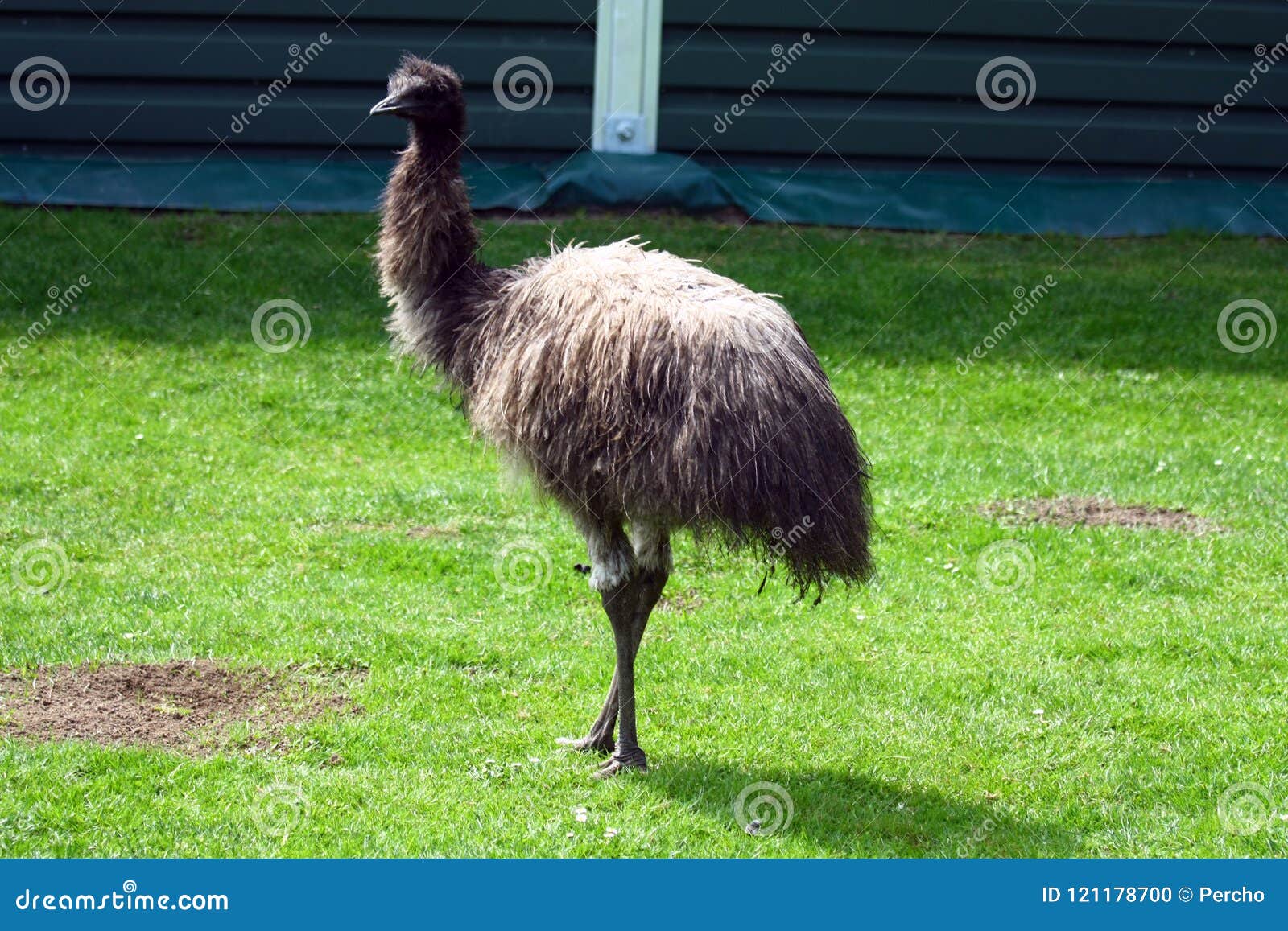 Emu stock photo. Image of novaehollandiae, wildlife - 121178700