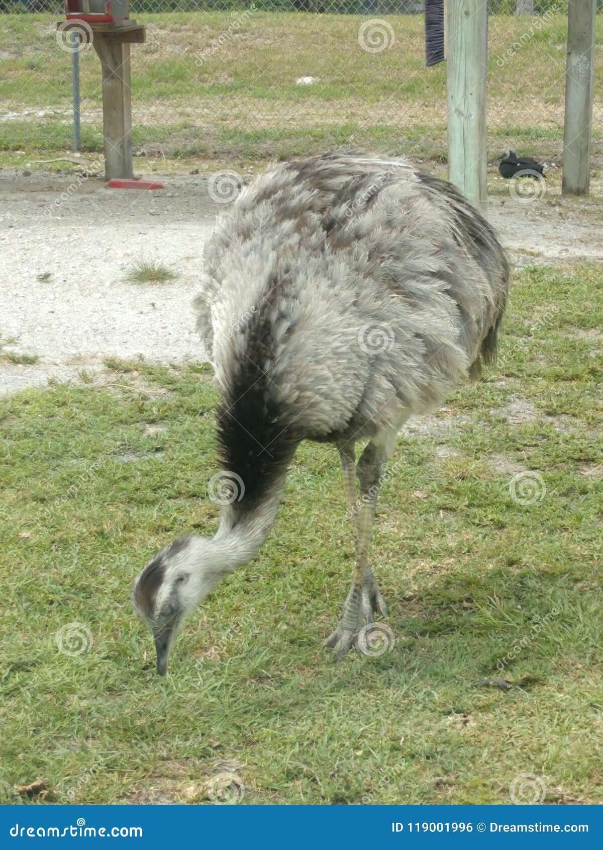 Emu stock photo. Image of wild, pecking, looking, floor - 119001996