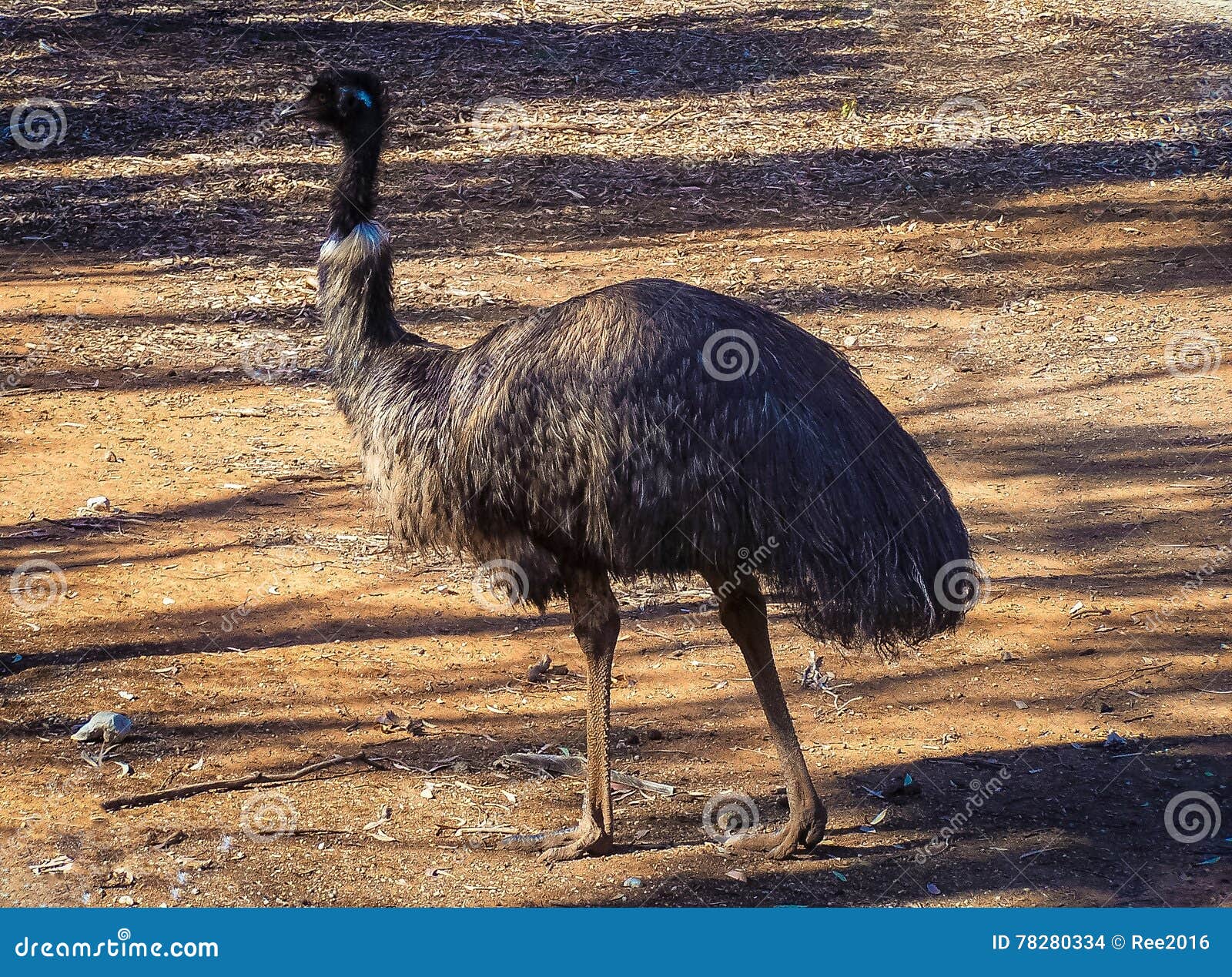 Emu stock photo. Image of habitat, animal, bird, australian - 78280334
