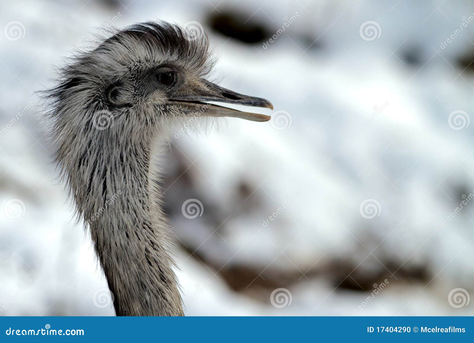 Emu in Winter stock photo. Image of head, snow, animal - 17404290