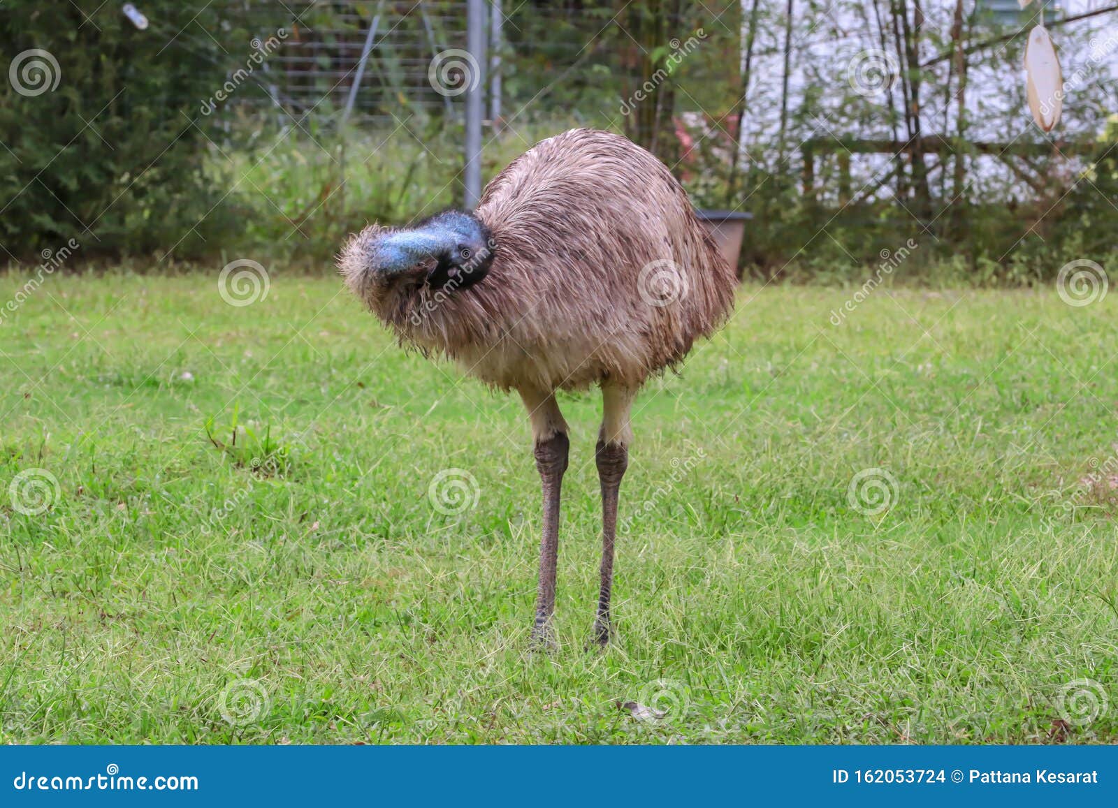 Emu working on green grass stock photo. Image of bird - 162053724