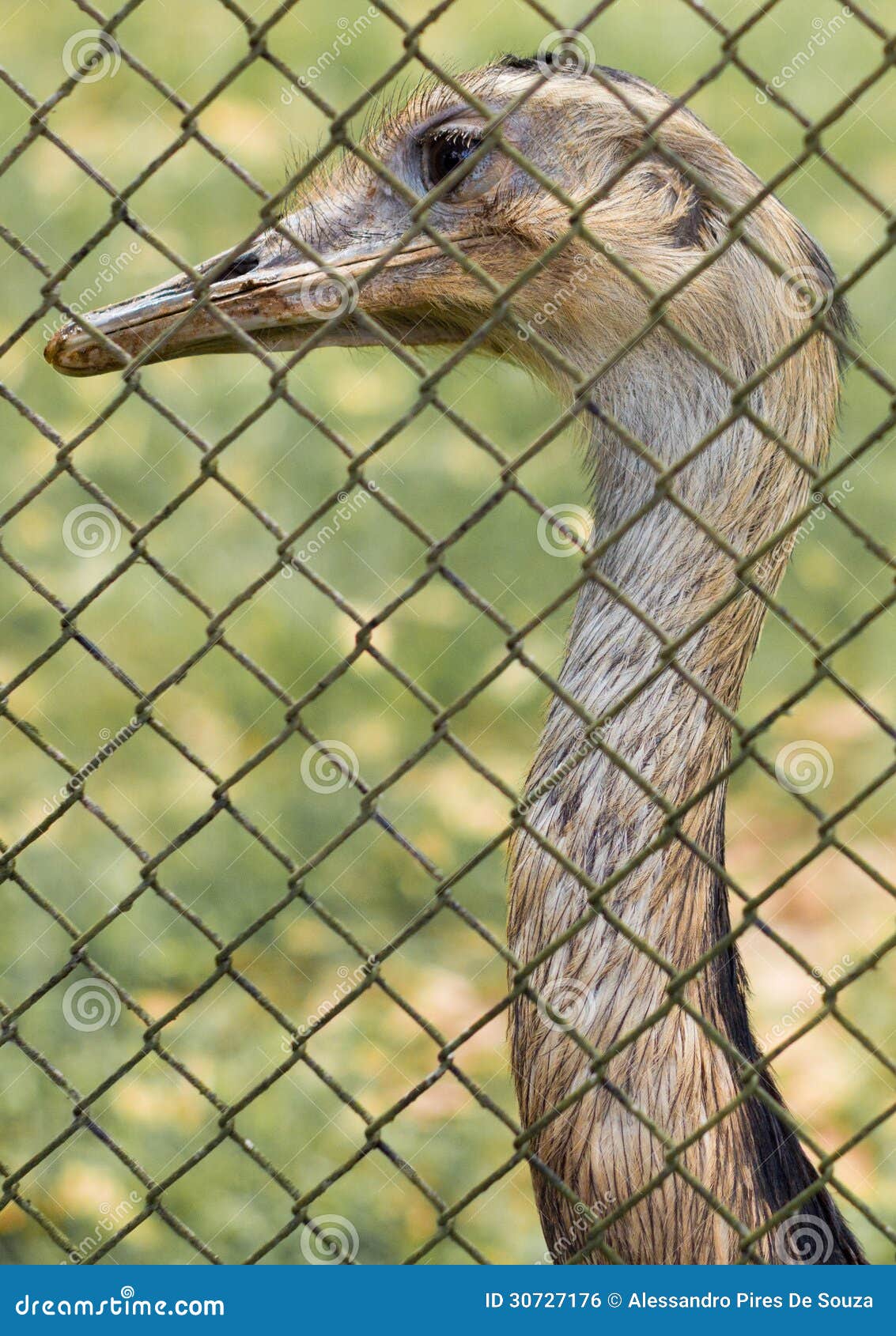 Emu in the Zoo stock photo. Image of freedom, fence, wild - 30727176