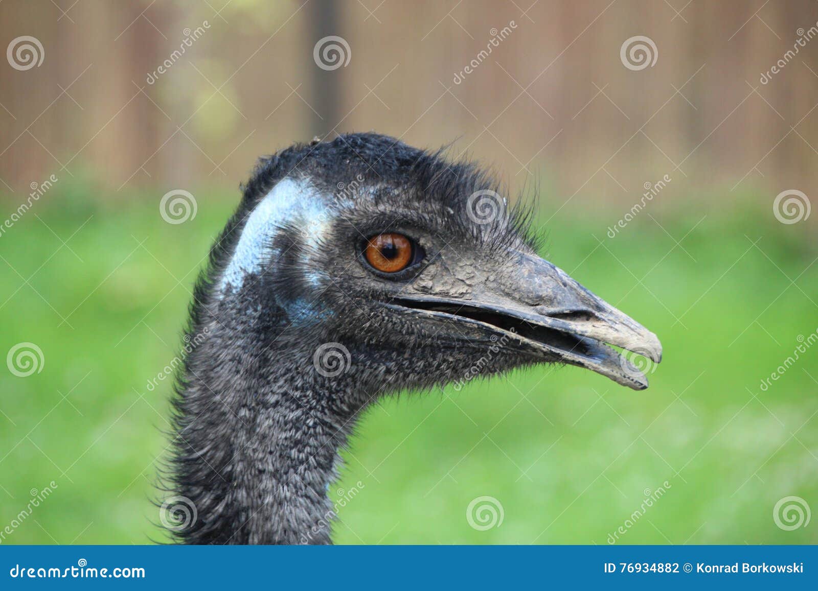 Emu stock photo. Image of feather, look, looking, staring - 76934882
