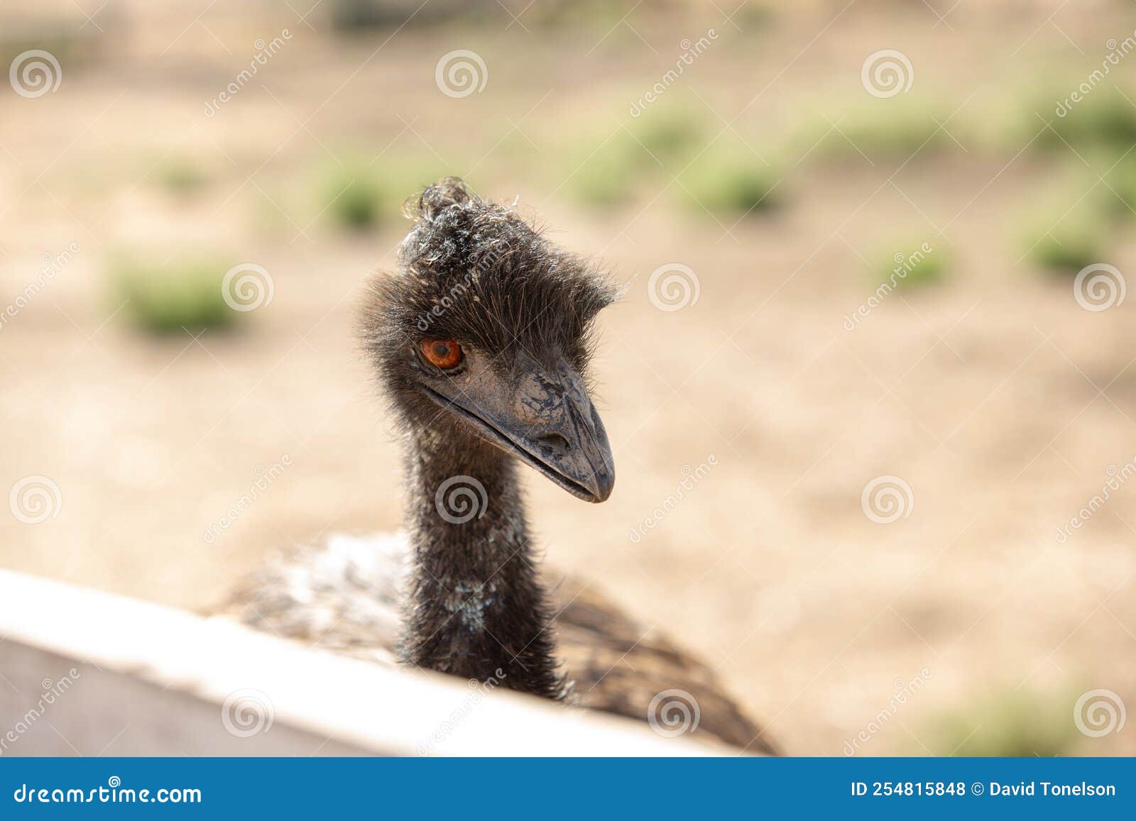 Emu at zoo stock photo. Image of barn, people, gate - 254815848