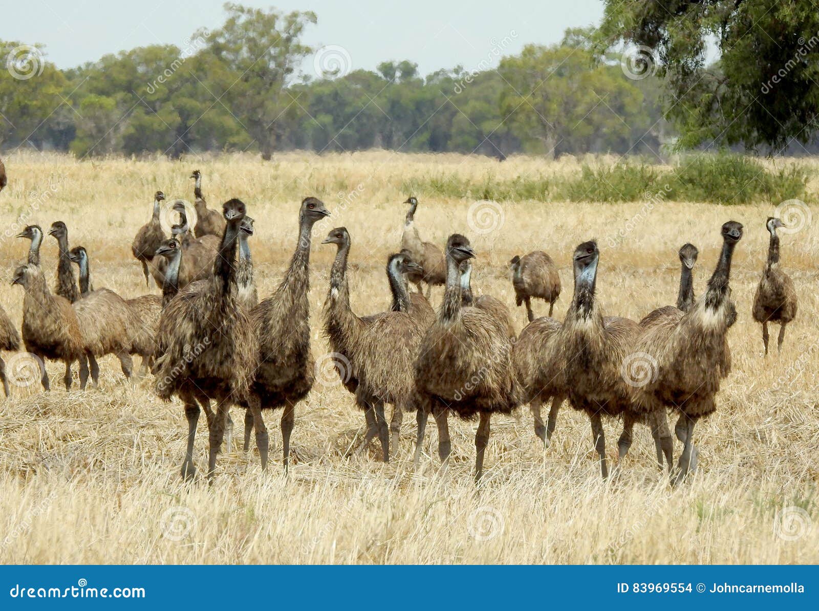Emus arkivfoto. Bild av oproblematisk, öken, emuer, australasian - 83969554