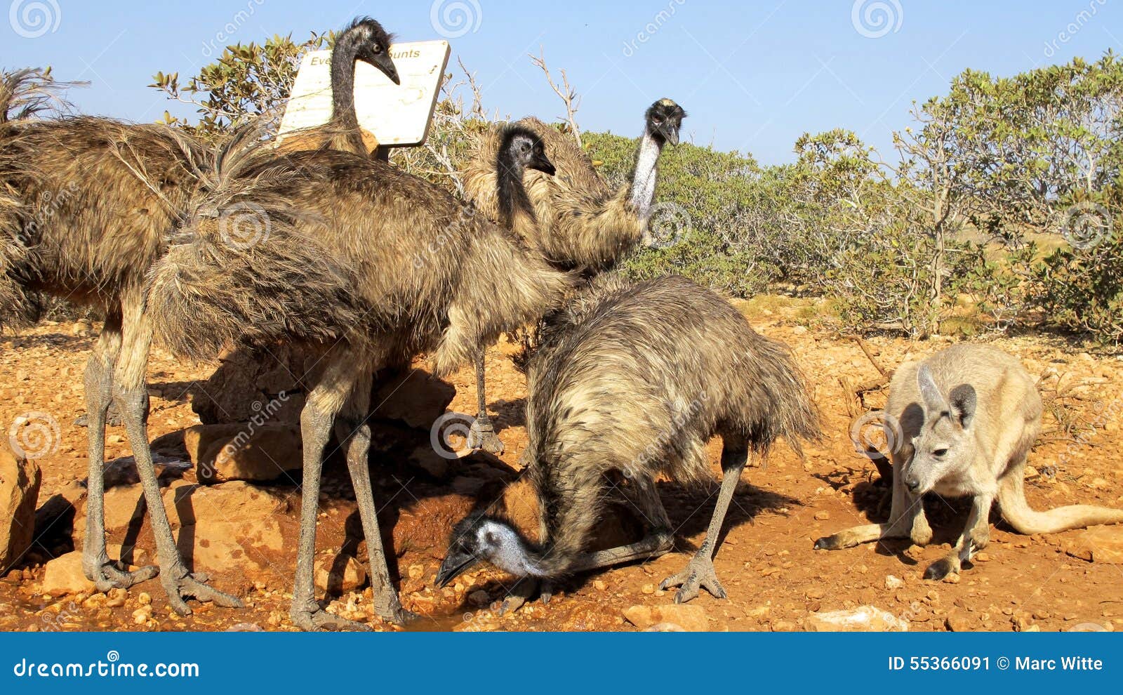 Emus, australia stock image. Image of cleland, beak, natural - 55366091