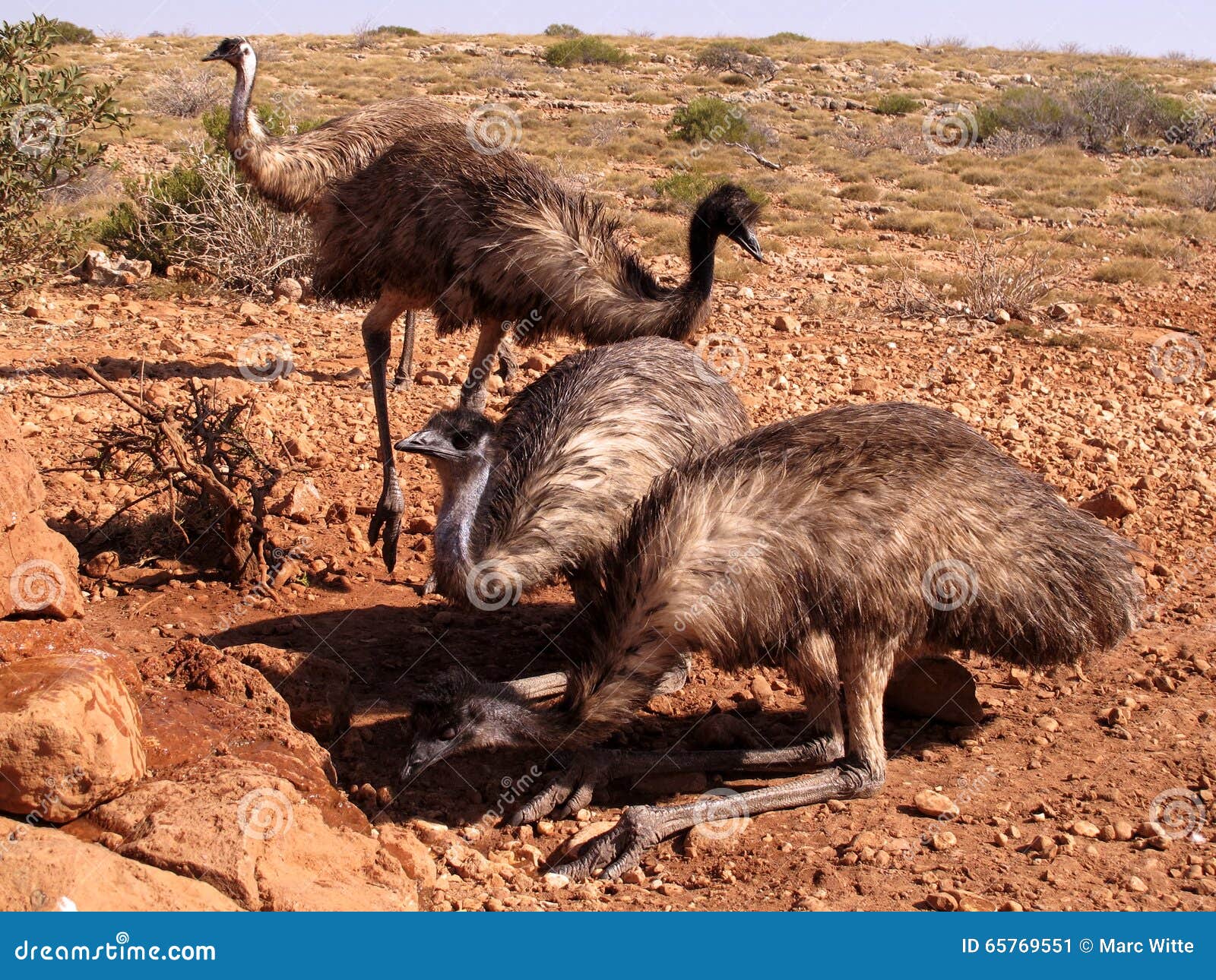 Emus, australia stock image. Image of cleland, natural - 65769551