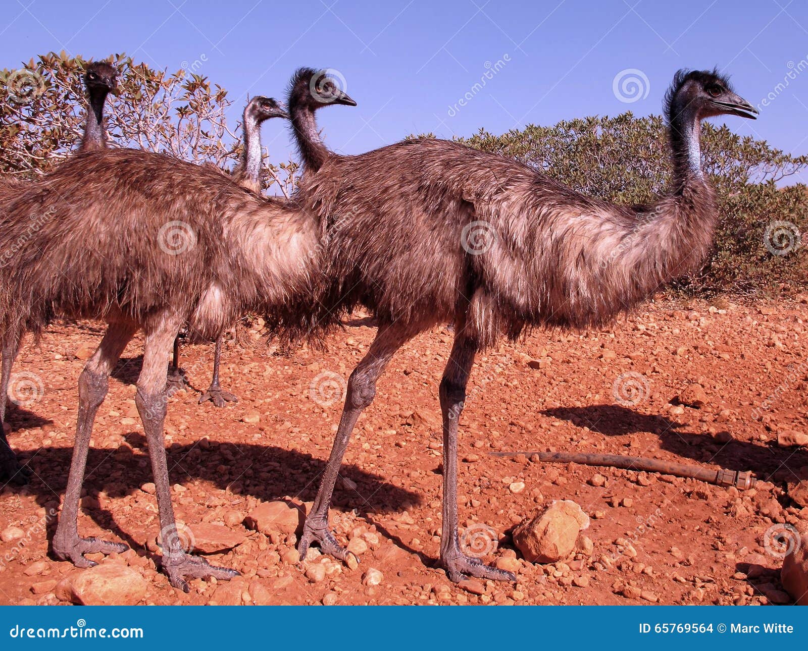 Emus, Australia Royalty-Free Stock Photography | CartoonDealer.com ...