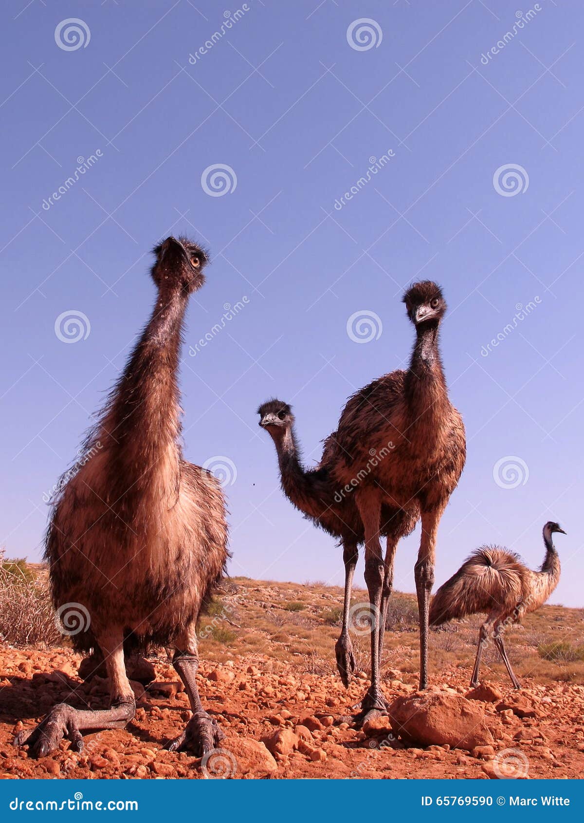 Emus, australia stock photo. Image of bird, fowl, face - 65769590