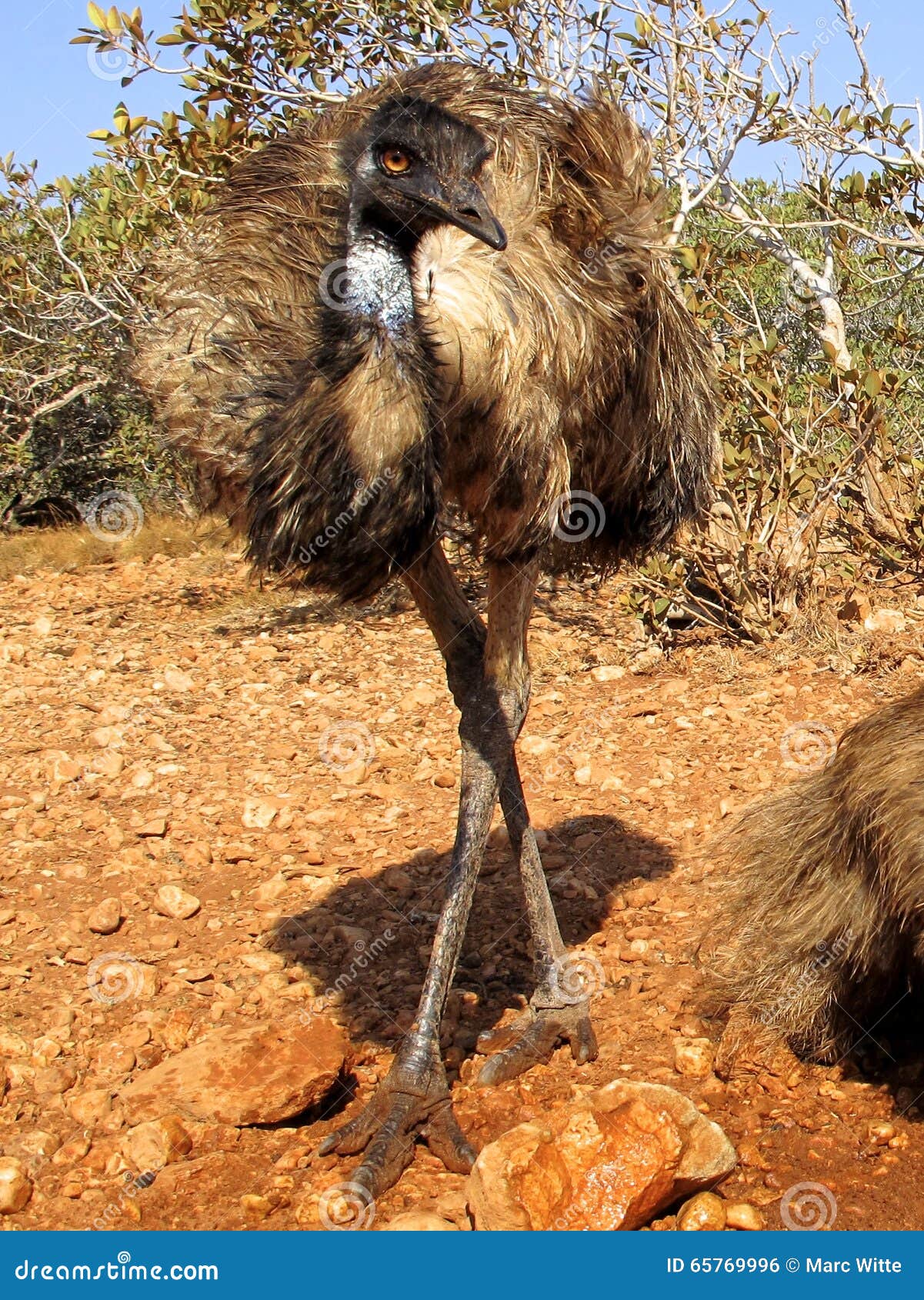 Emus, australia stock photo. Image of native, australian - 65769996