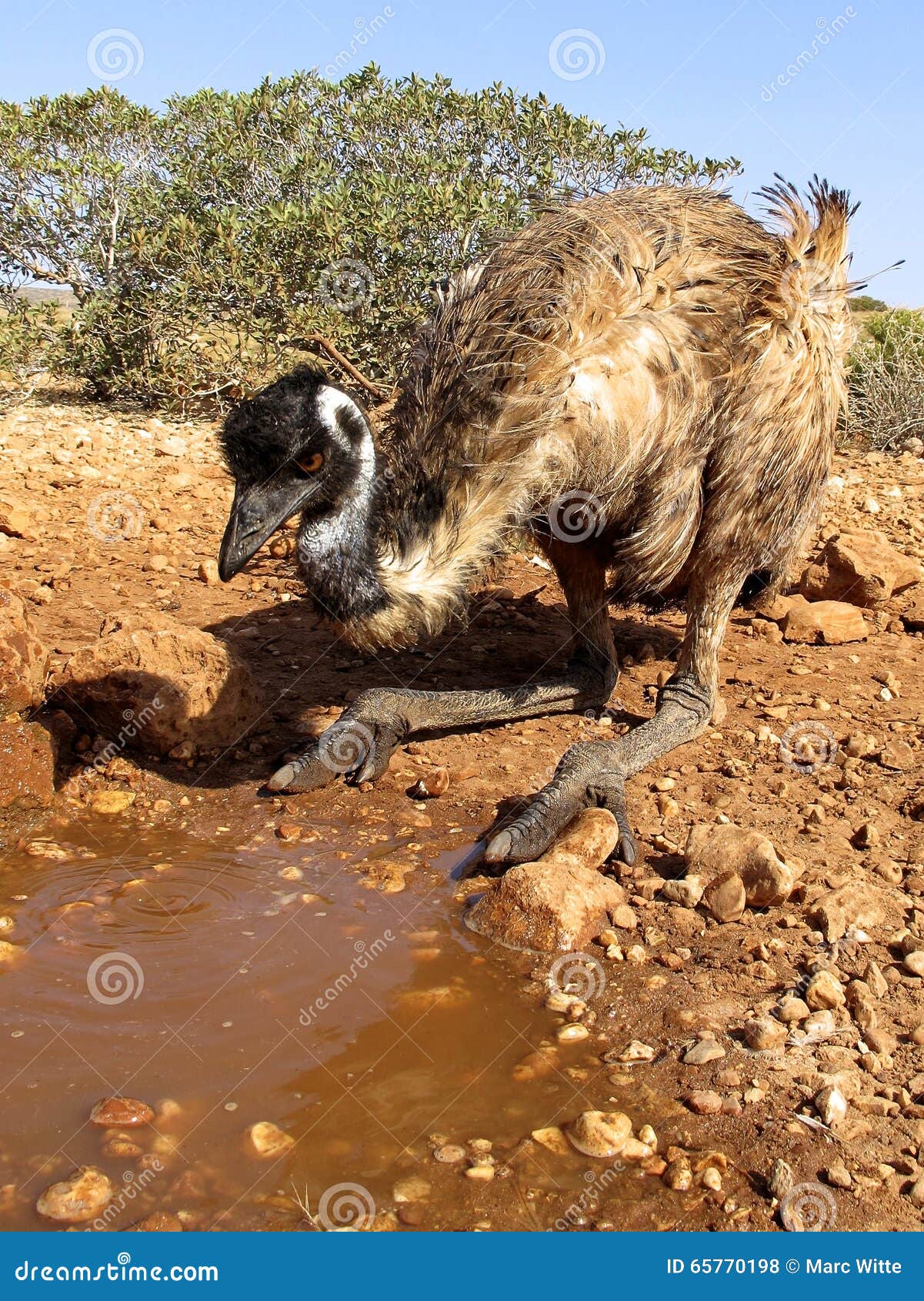Emus, australia stock photo. Image of large, head, natural - 65770198
