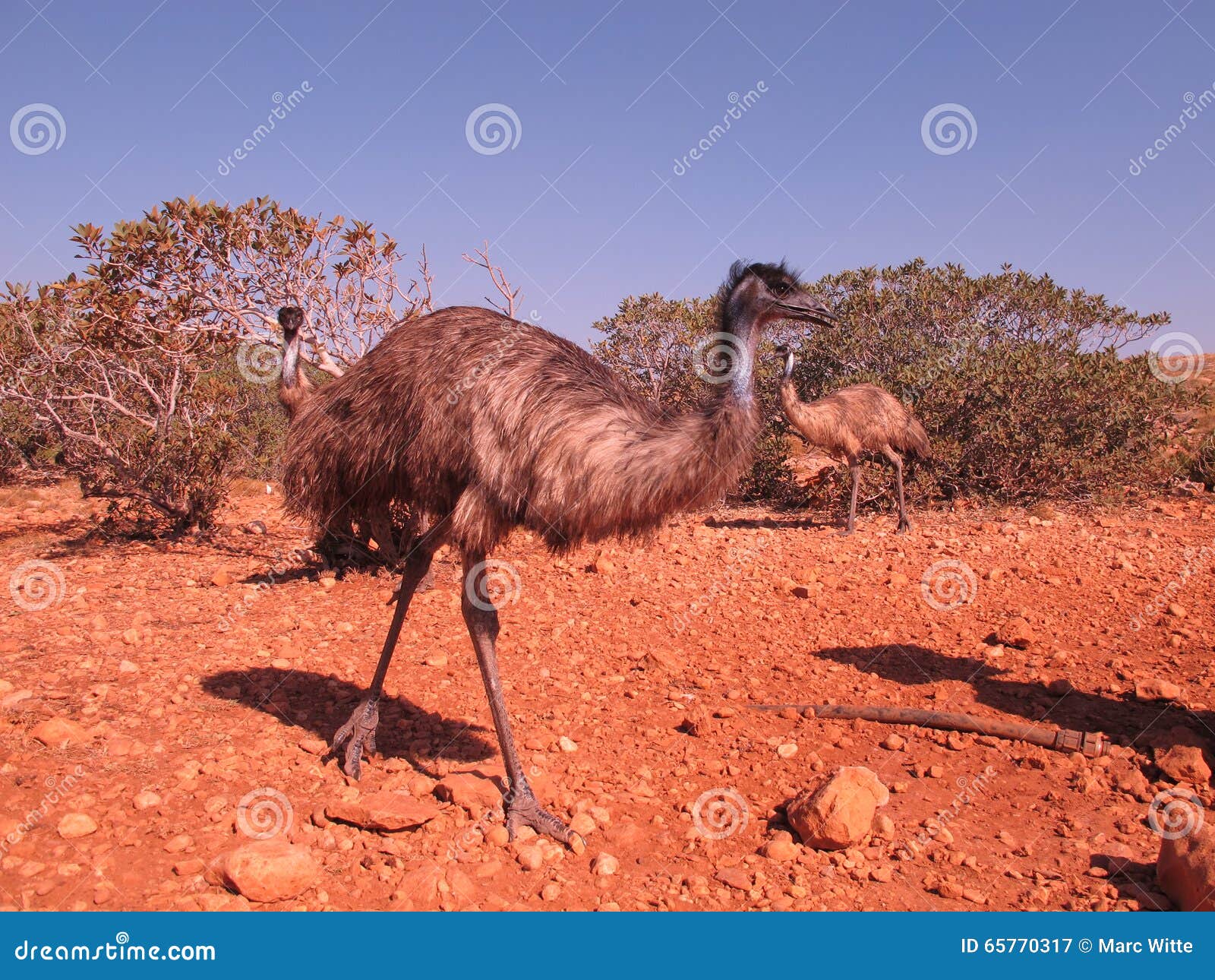 Emus, australia stock image. Image of flightless, field - 65770317