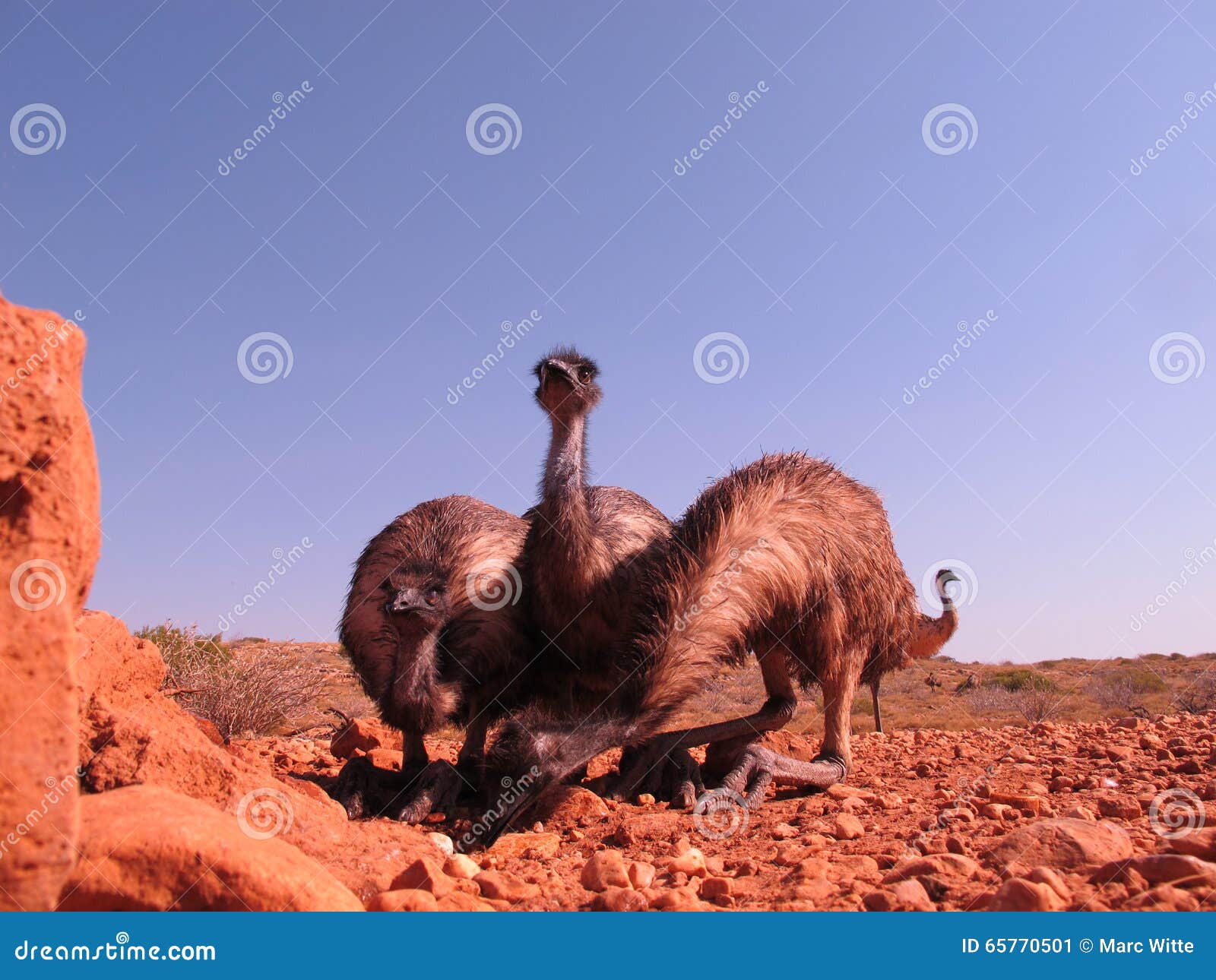 Emus, australia stock image. Image of flightless, avian - 65770501