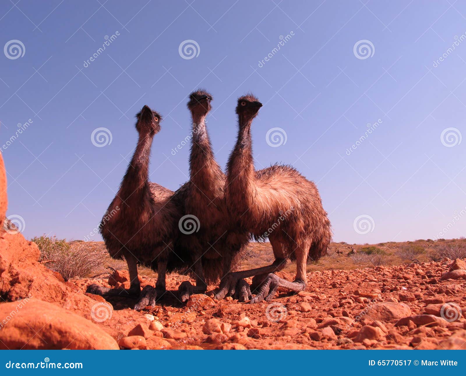 Emus, australia stock image. Image of national, background - 65770517