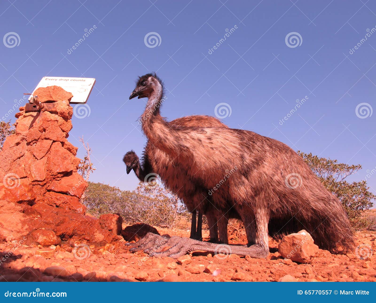 Emus, australia stock image. Image of native, flightless - 65770557