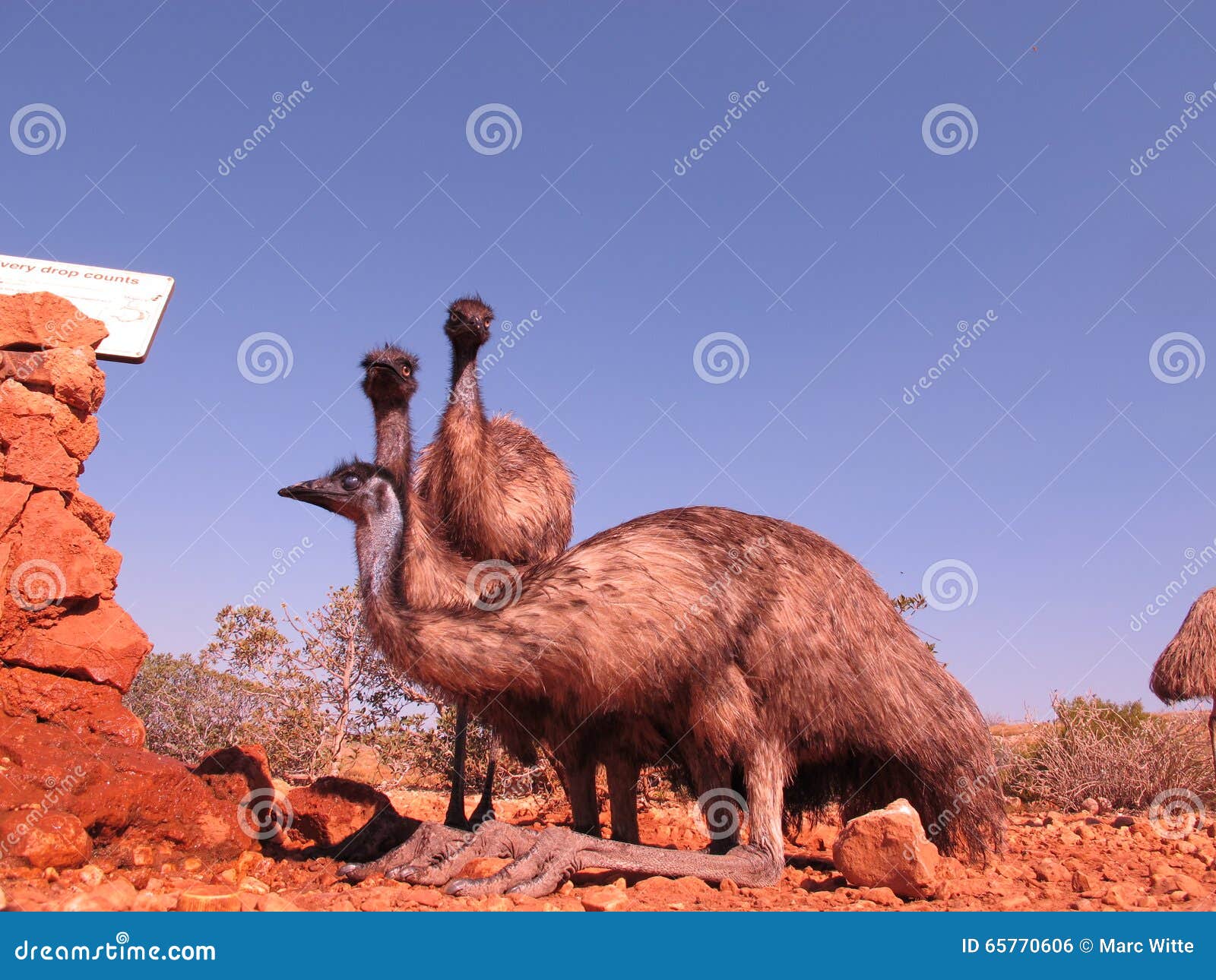 Emus, australia stock photo. Image of head, flightless - 65770606