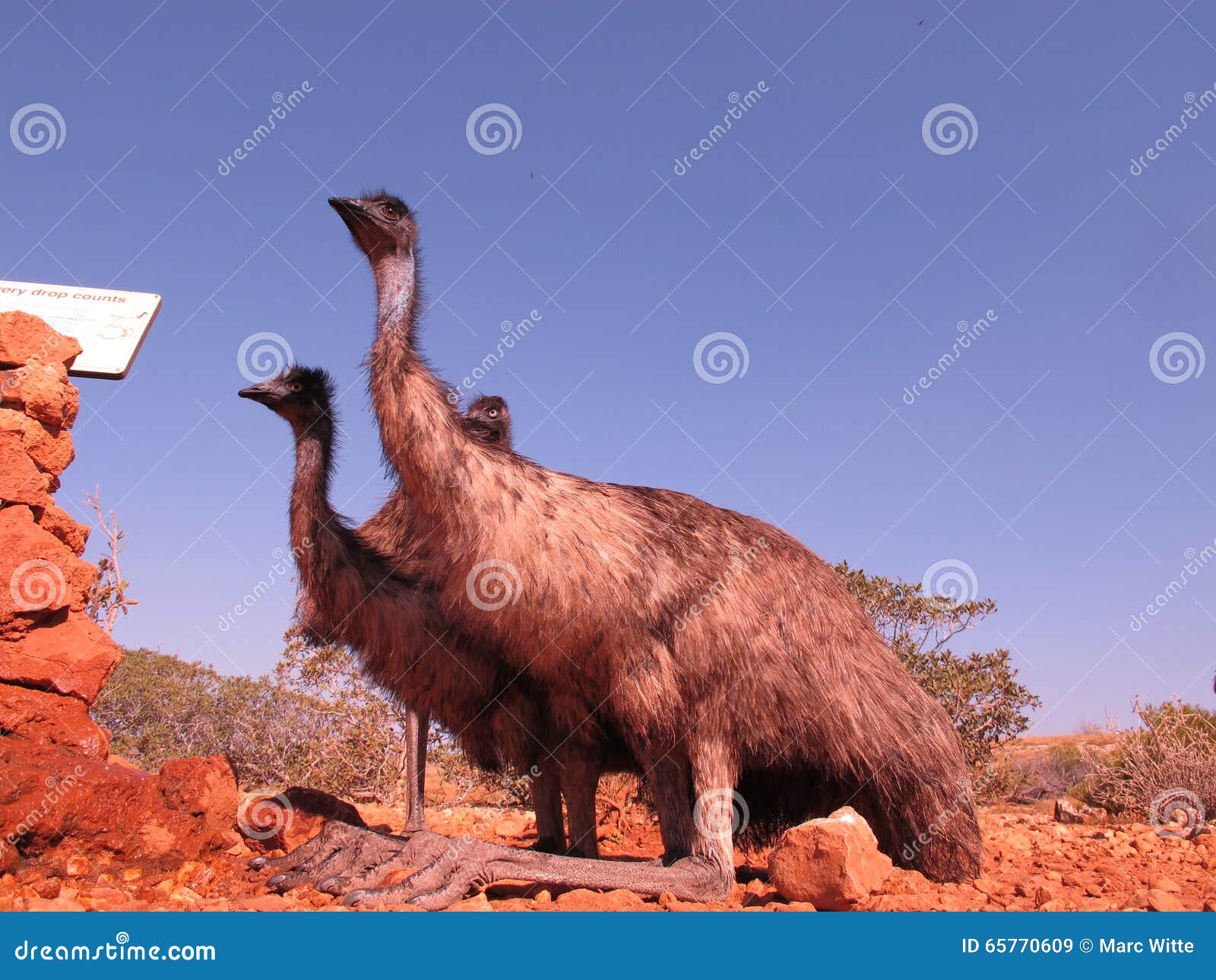 Emus, australia stock image. Image of nature, native - 65770609