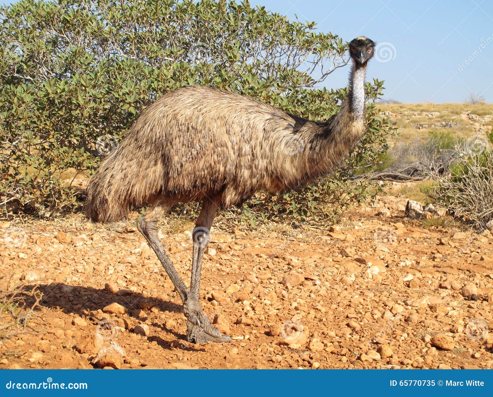 Emus, australia stock image. Image of natural, neck, legs - 65770735