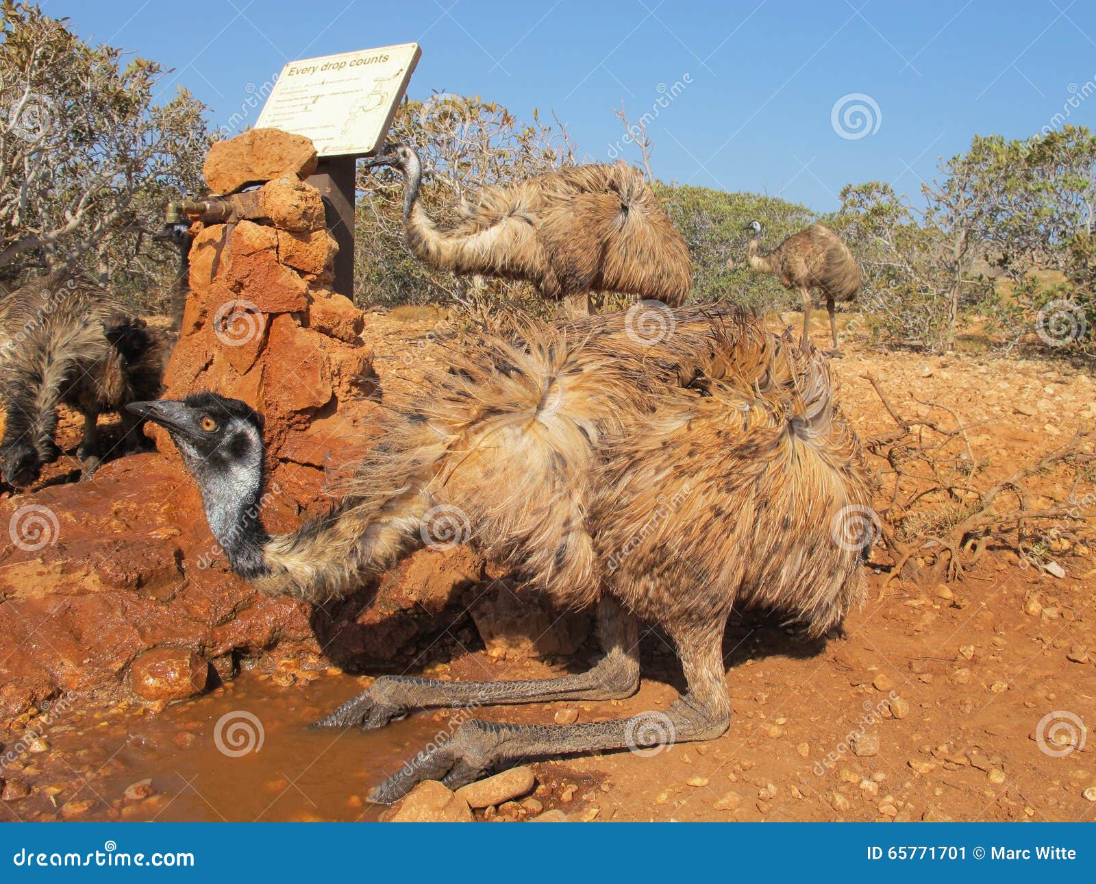 Emus, australia stock image. Image of native, adelaide - 65771701