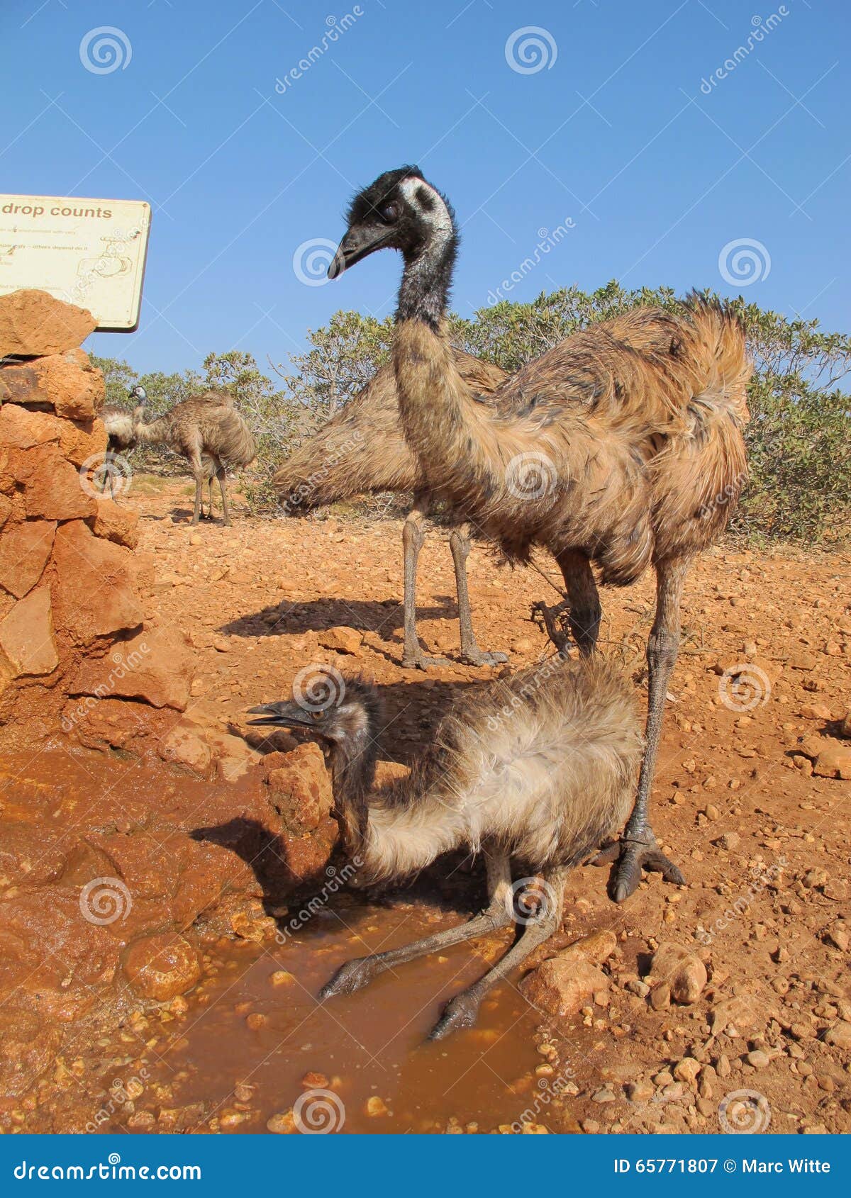 Emus, Australia Royalty-Free Stock Photography | CartoonDealer.com ...