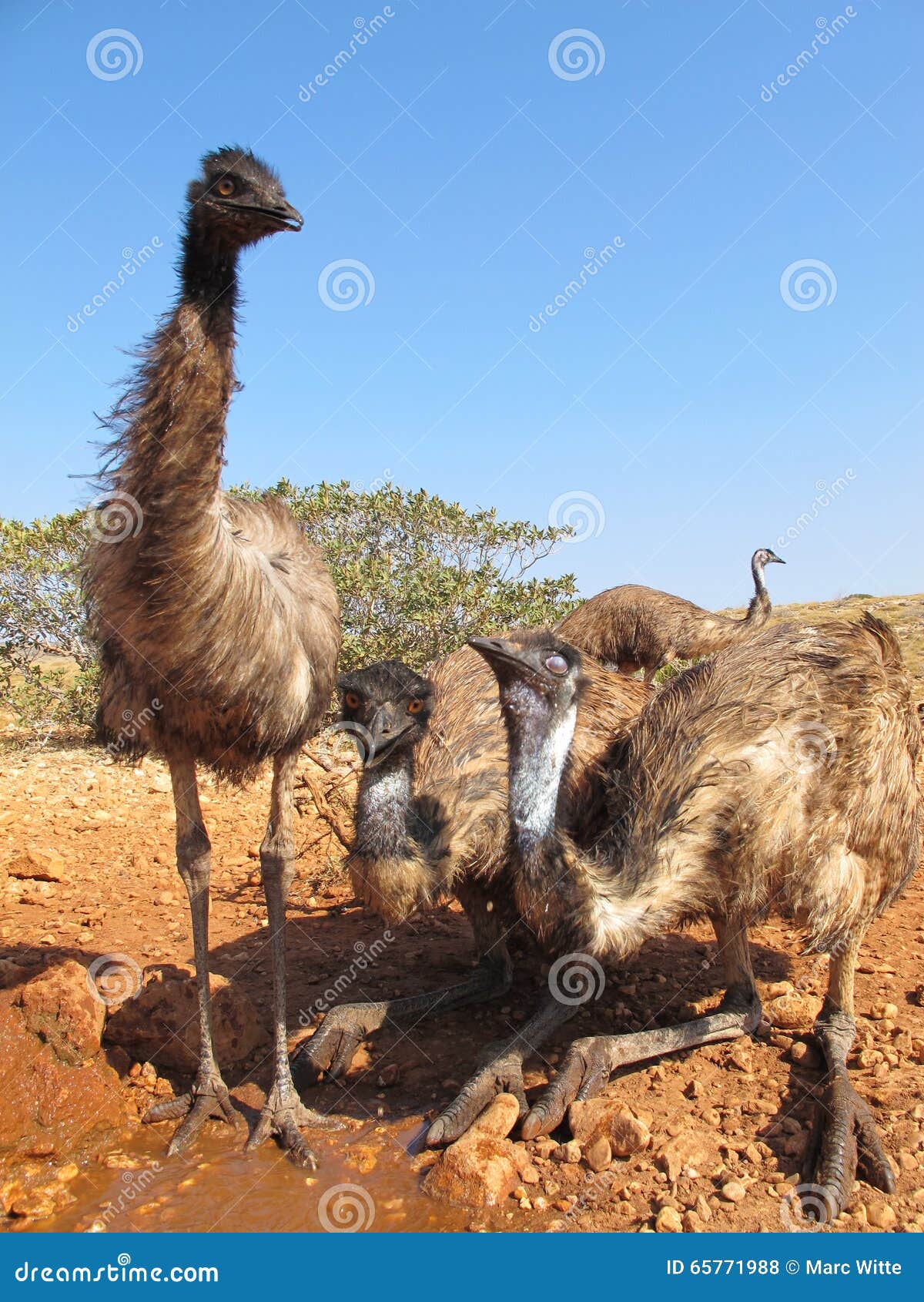 Emus, australia stock photo. Image of ostrich, bird, close - 65771988