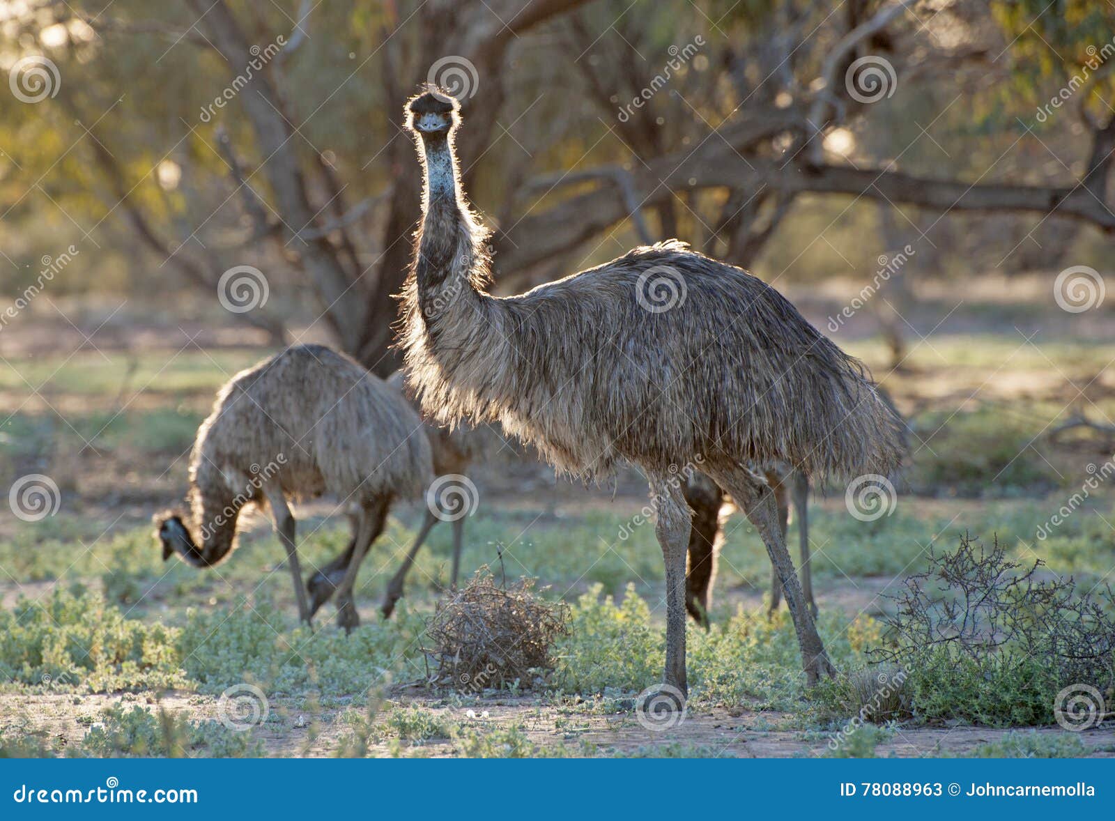 Emus stock image. Image of feathers, wildlife, australia - 78088963